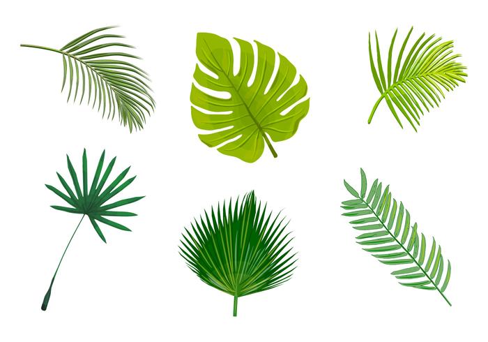 Palm leaf isolated vectors - Download Free Vector Art, Stock Graphics ... Palm leaf isolated vectors - Download Free Vector Art, Stock Graphics ...