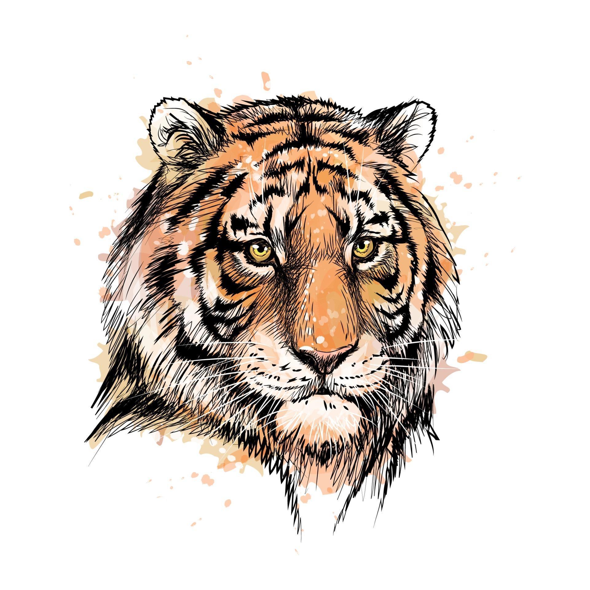 Retrato De Una Cabeza De Tigre De Un Toque De Acuarela Boceto Dibujado