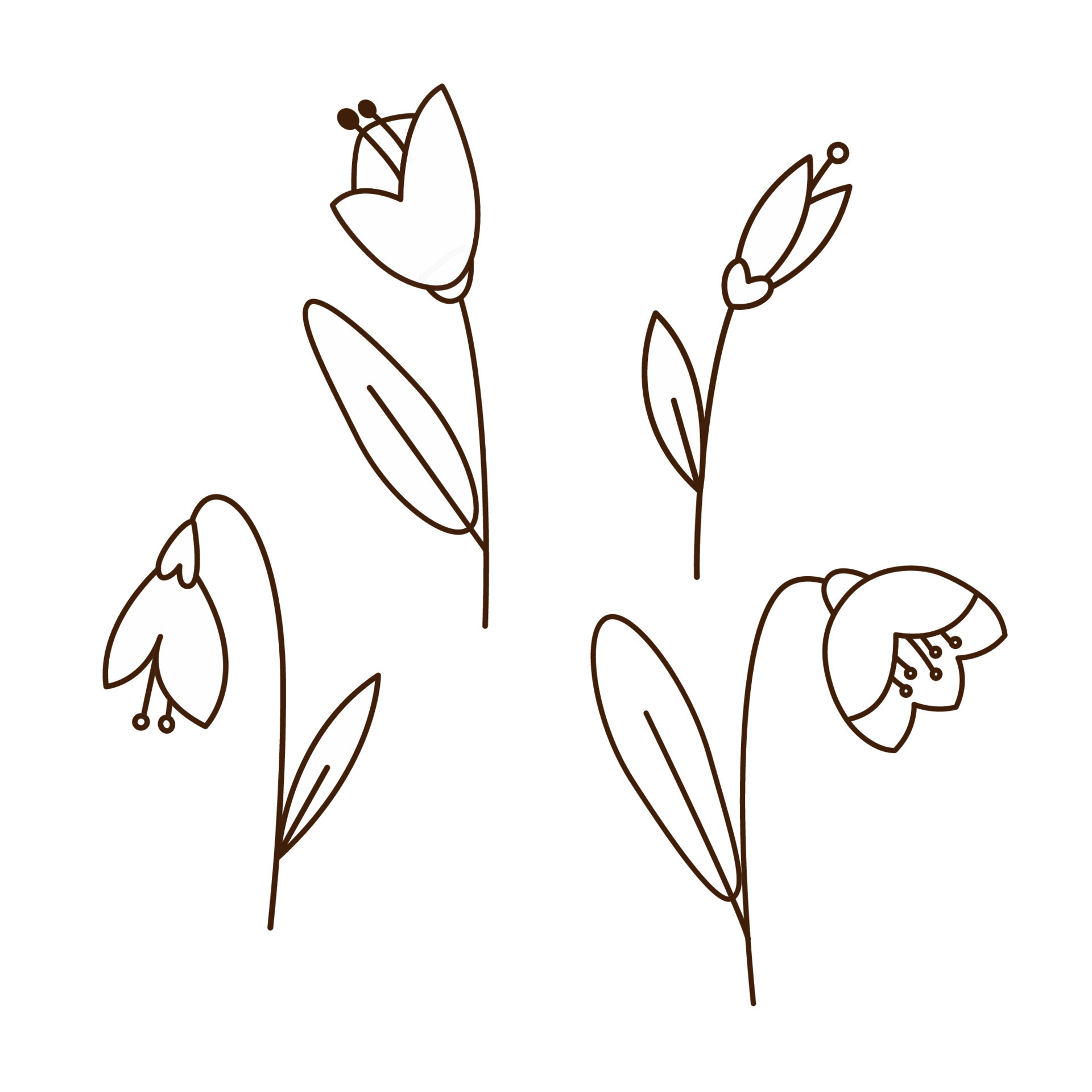 Snowdrop Flowers Drawing Collection Monochrome Doodle Outline