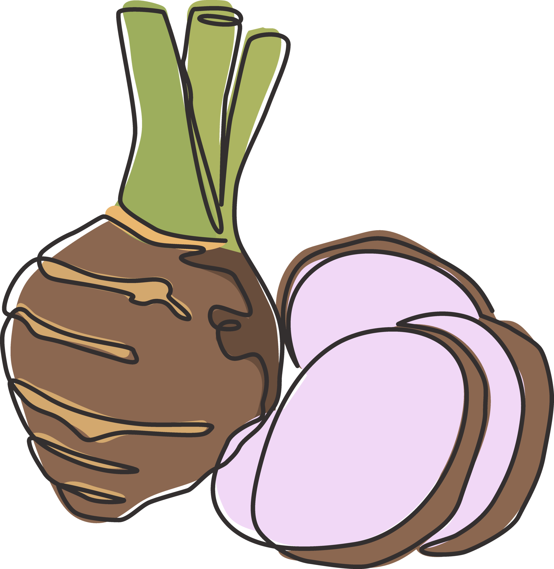 Taro Plant Drawing