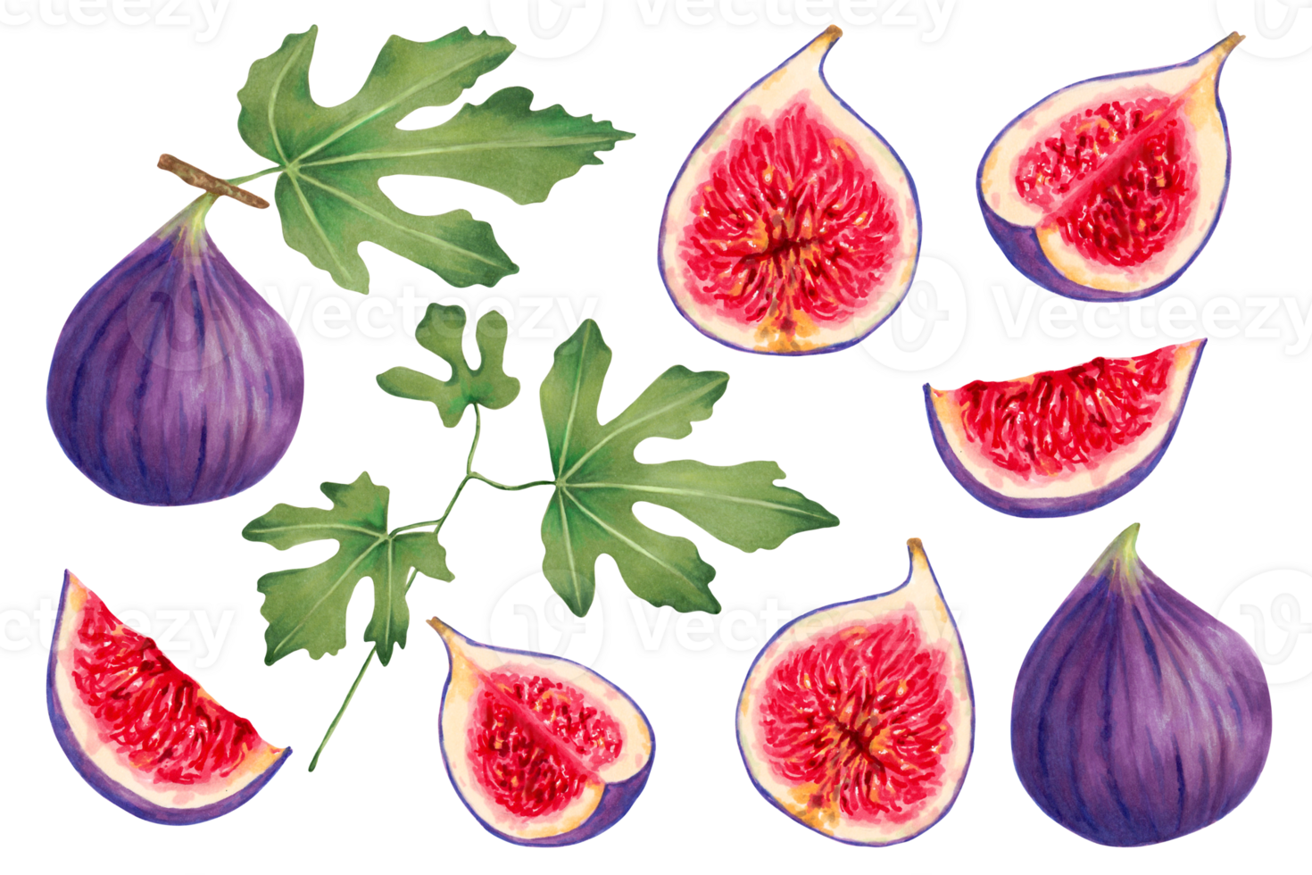 Set Of Ripe Purple Fig Fruits With Leaves Fruits Individually Whole