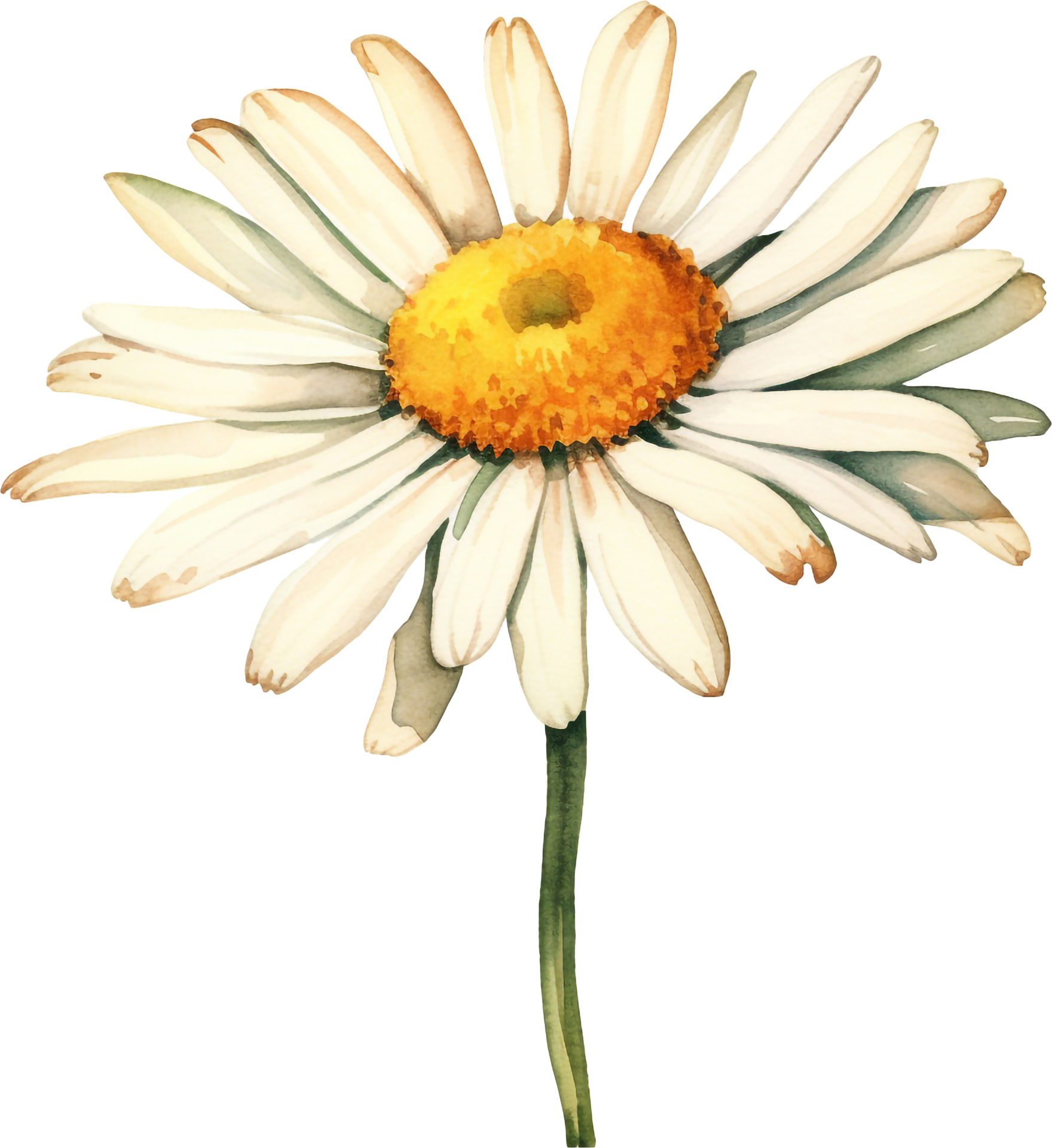 Watercolor Daisy Hand Painted Floral Illustration White Flowers