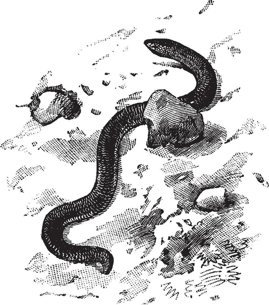 Dart Snake Vintage Illustration 35069611 Vector Art At Vecteezy