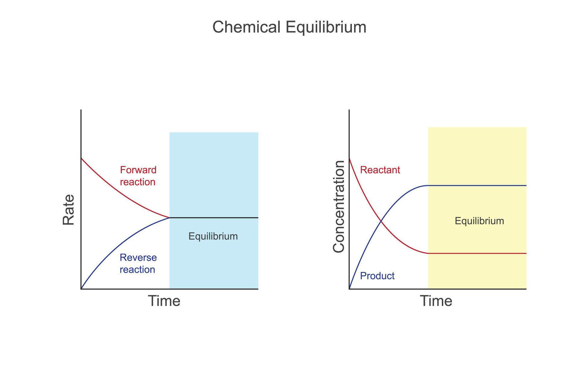 Chemical Equilibrium Is A Dynamic State Where The Rates Of Forward And