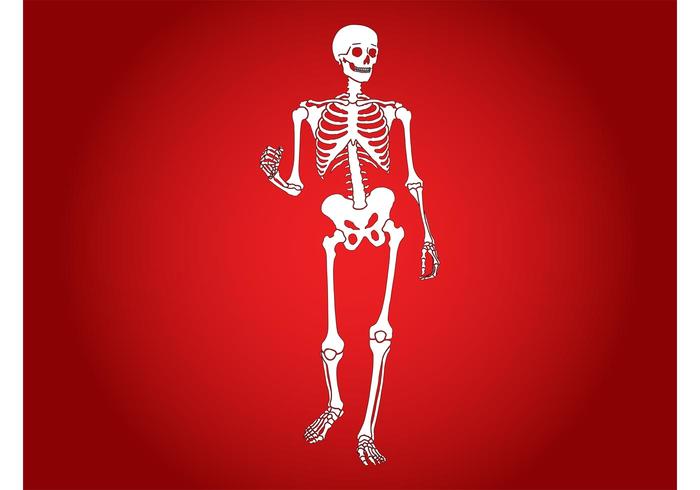 Happy Skeleton Download Free Vector Art Stock Graphics And Images