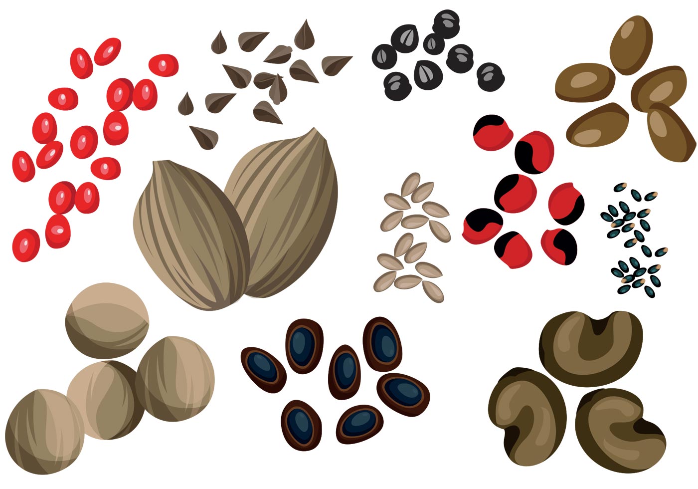 Seed Vectors 90213 Vector Art at Vecteezy