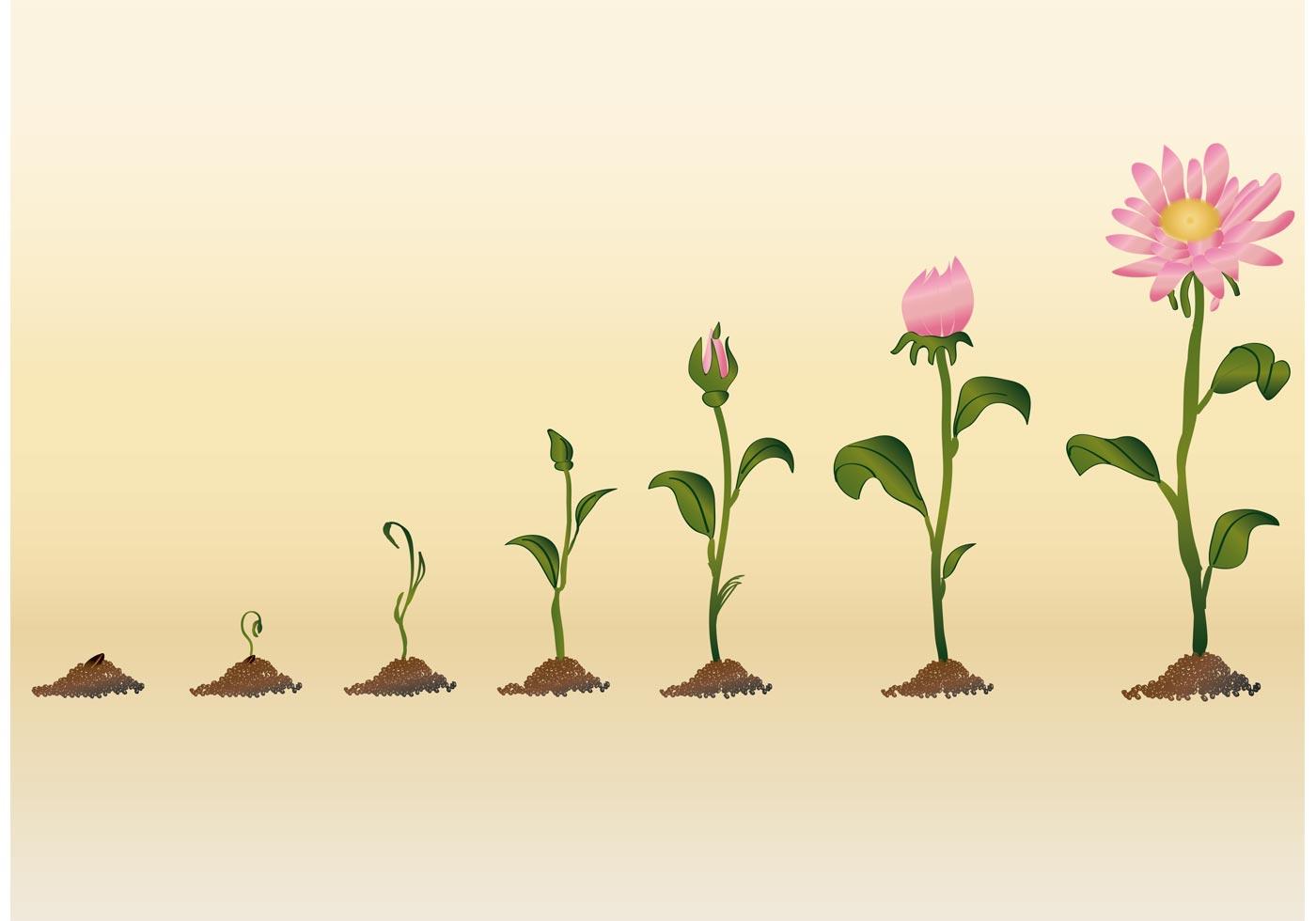 Growing Flower Vectors 90435 Vector Art at Vecteezy Growing Flower Vectors 90435 Vector Art at Vecteezy
