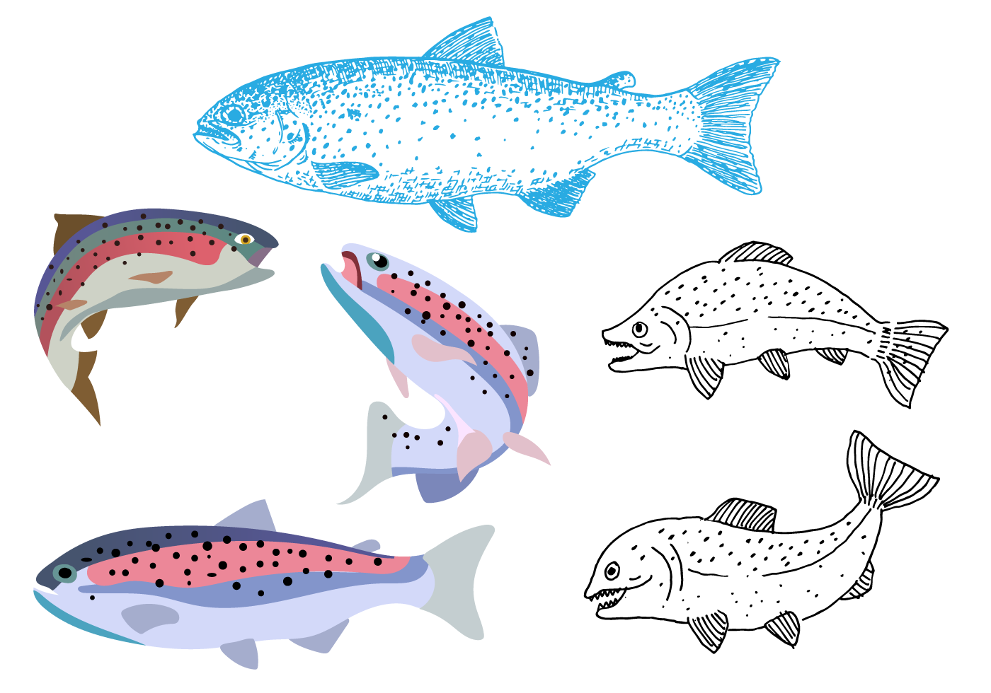 Hand Drawn Rainbow Trout Vector 107324 Vector Art at Vecteezy
