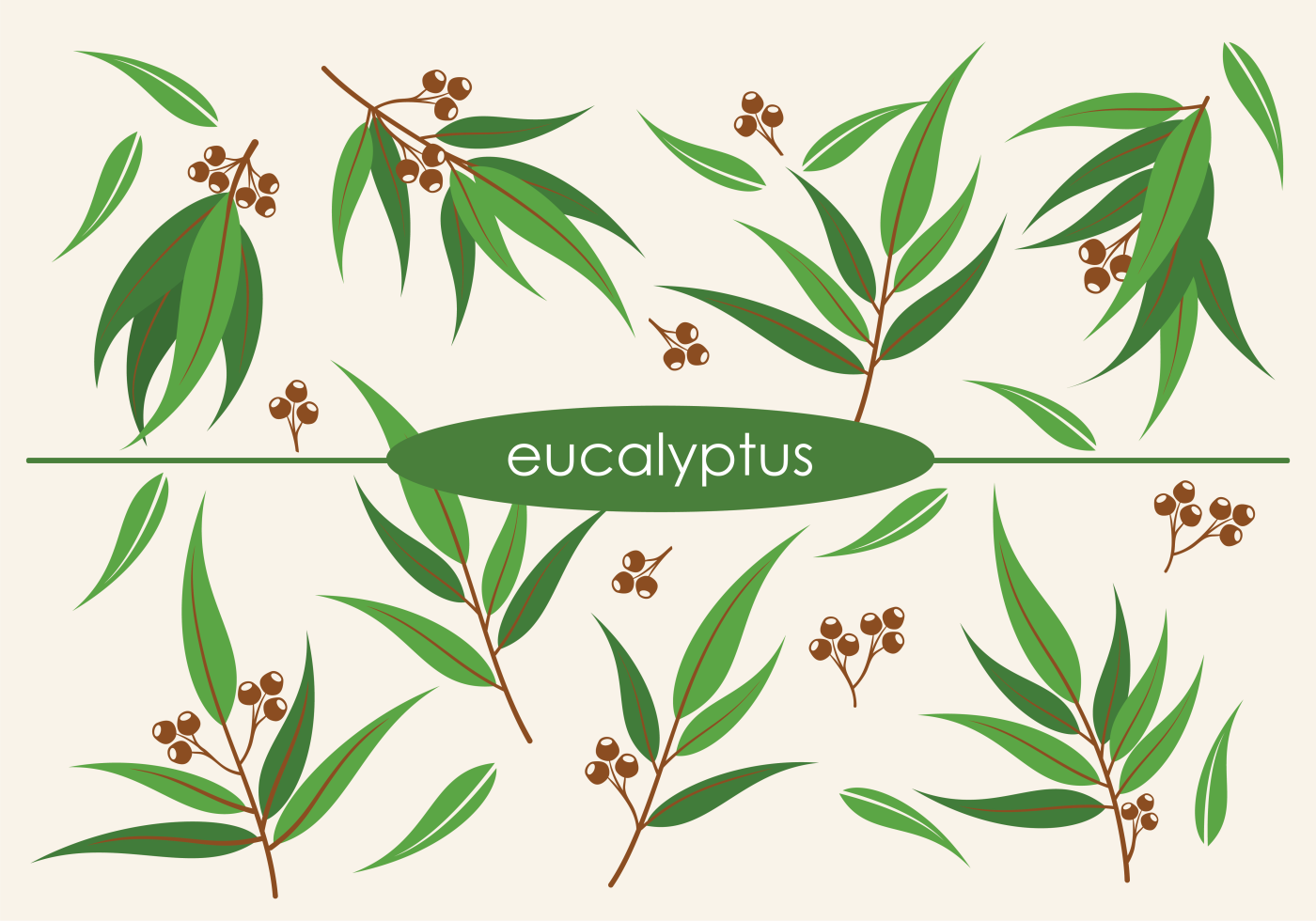 VECTOR EUCALYPTUS 114796 Vector Art at Vecteezy