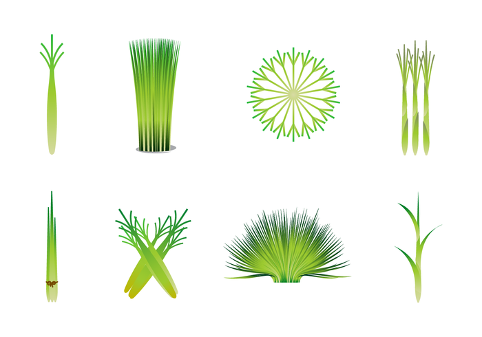Free Lemongrass Vector 115642 Vector Art At Vecteezy
