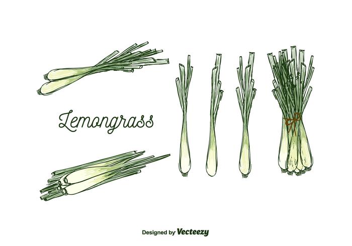 Free Lemongrass Vector 115759 Vector Art At Vecteezy