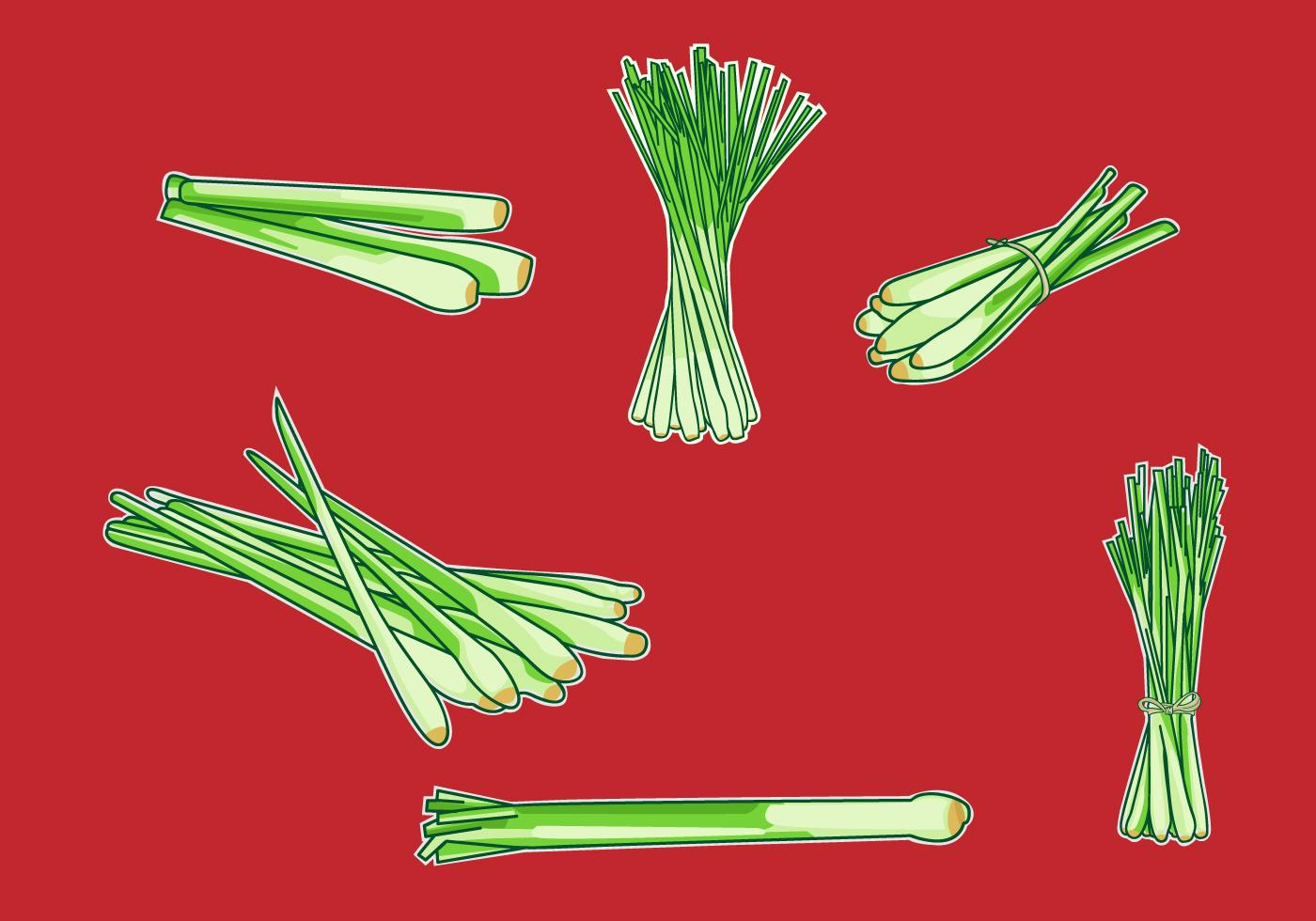 Lemongrass Illustration Vector 117061 Vector Art At Vecteezy