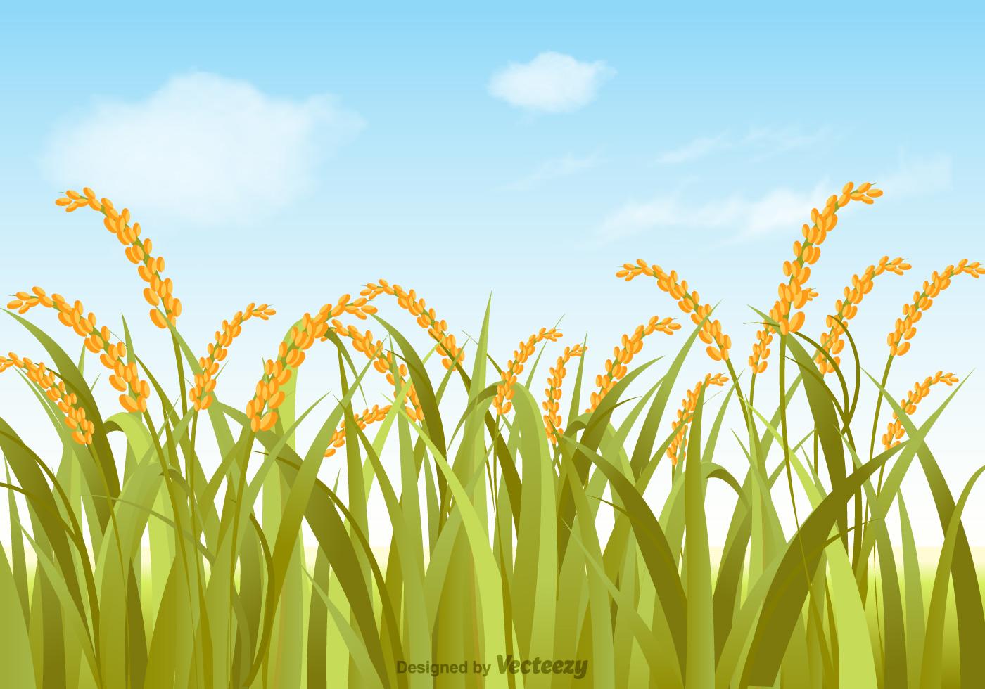 Vector Rice Field Illustration - Download Free Vector Art, Stock ... Vector Rice Field Illustration - Download Free Vector Art, Stock ...