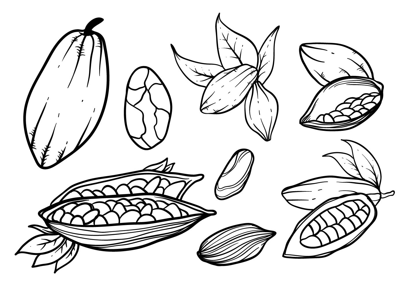 Hand Drawn Cocoa Beans Vector 125070 Vector Art at Vecteezy Hand Drawn Cocoa Beans Vector 125070 Vector Art at Vecteezy