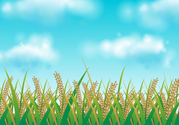 Free Rice Field Vector Illustration - Download Free Vector Art, Stock ... Free Rice Field Vector Illustration - Download Free Vector Art, Stock ...