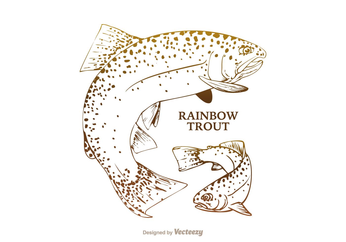 Free Rainbow Trout Vector Illustration 130392 Vector Art at Vecteezy