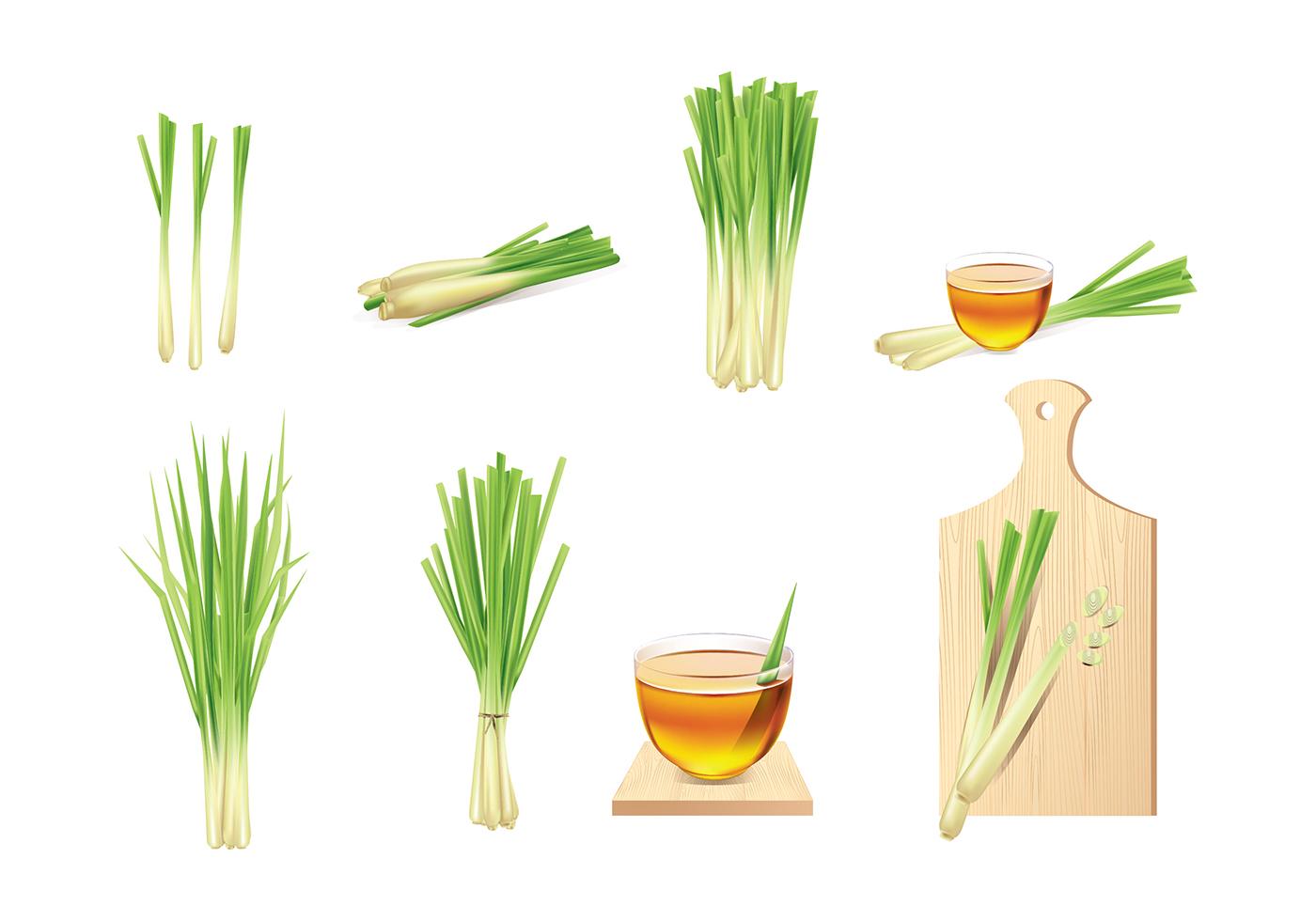 Lemongrass Vector Elements 140995 Vector Art At Vecteezy