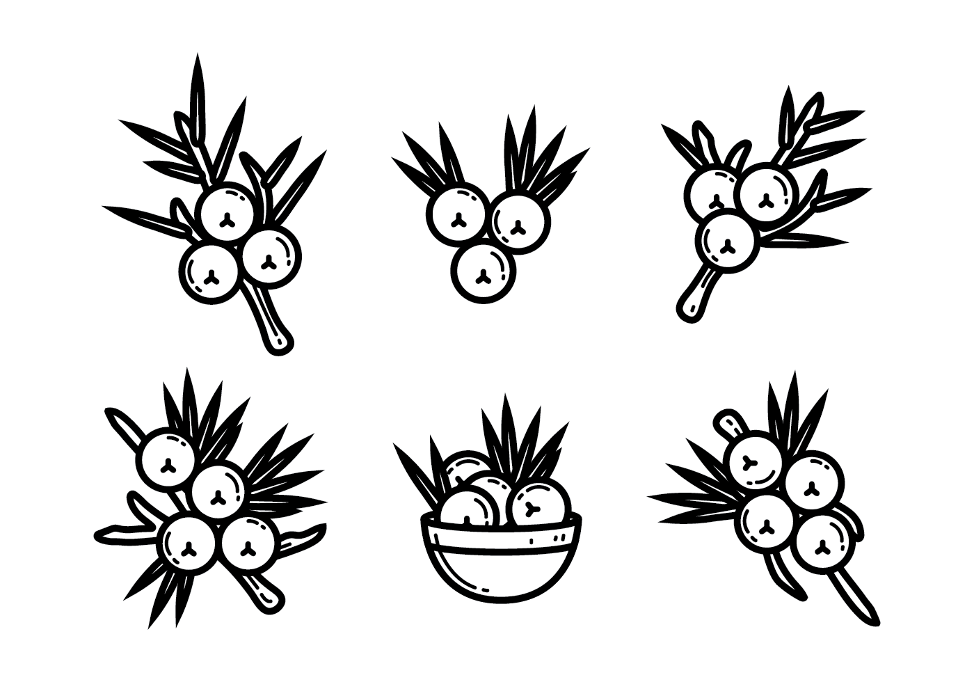 Juniper Vector 147270 Vector Art at Vecteezy