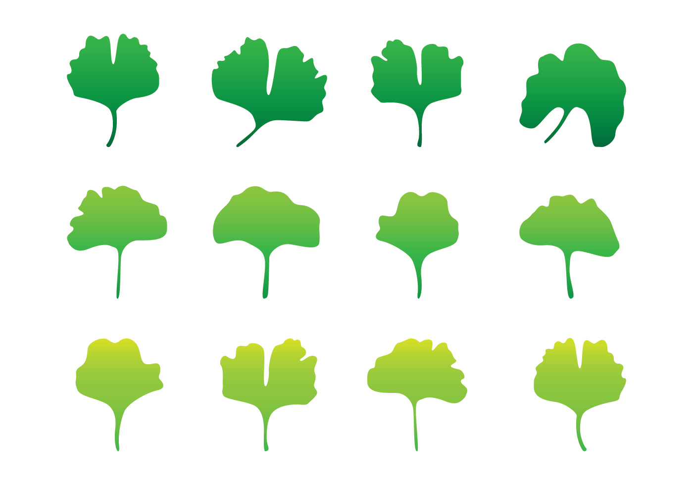 Gingko Shape 160521 Vector Art at Vecteezy