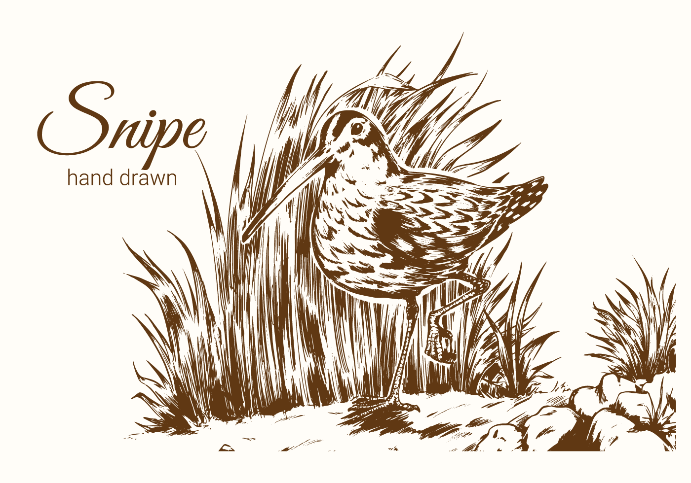 Hand Drawn Snipe Bird 163294 Vector Art At Vecteezy