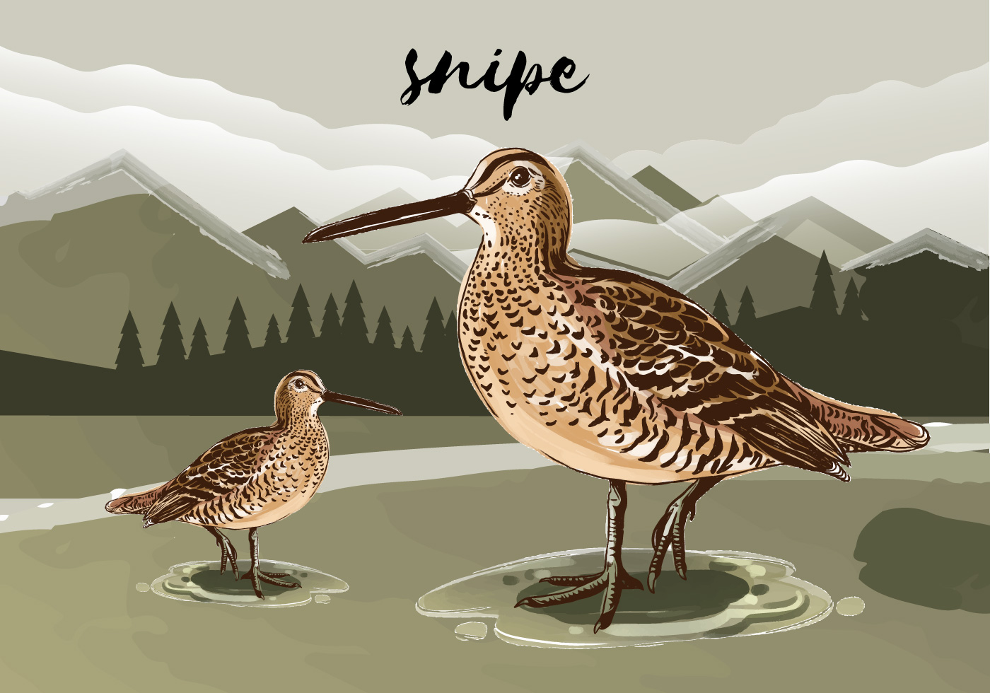 Snipe Bird Vector Illustration 171938 Vector Art At Vecteezy