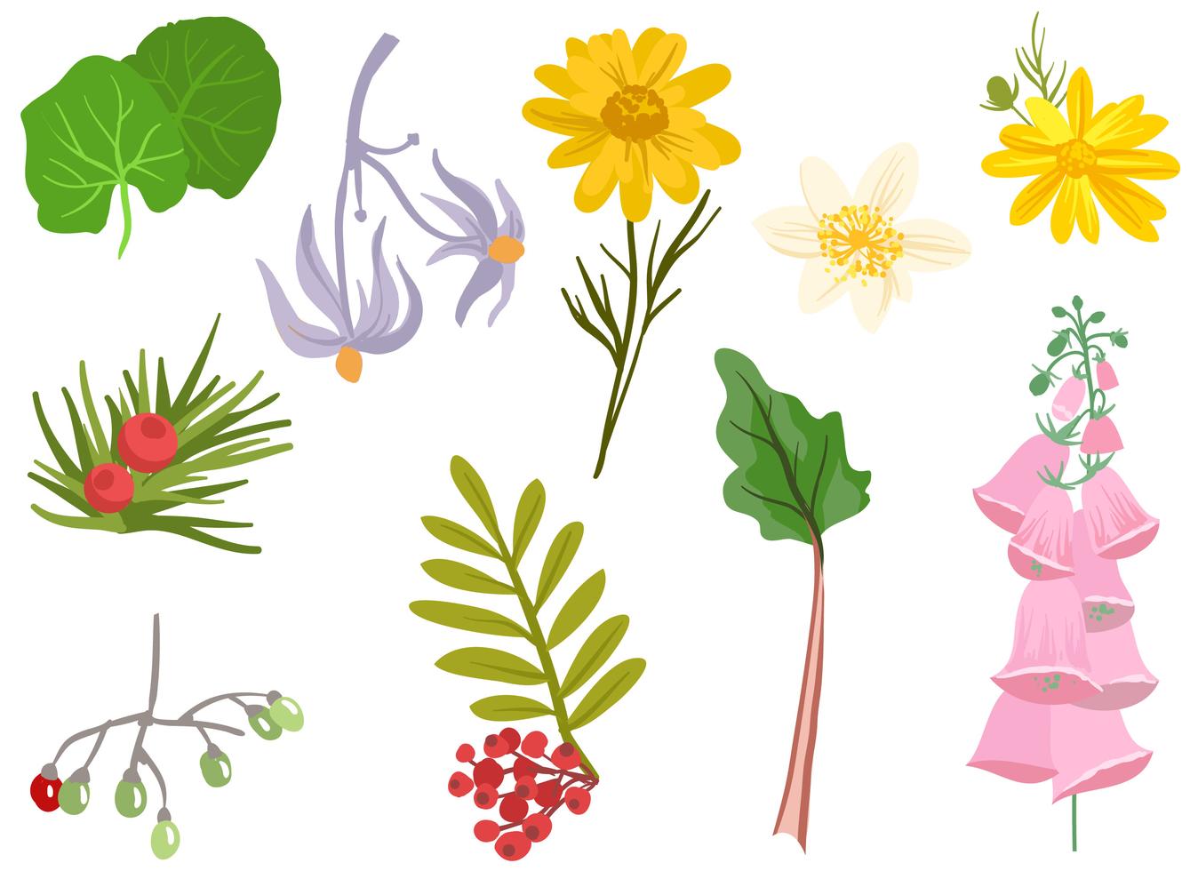 Medicinal Plants Vectors 175364 Vector Art at Vecteezy
