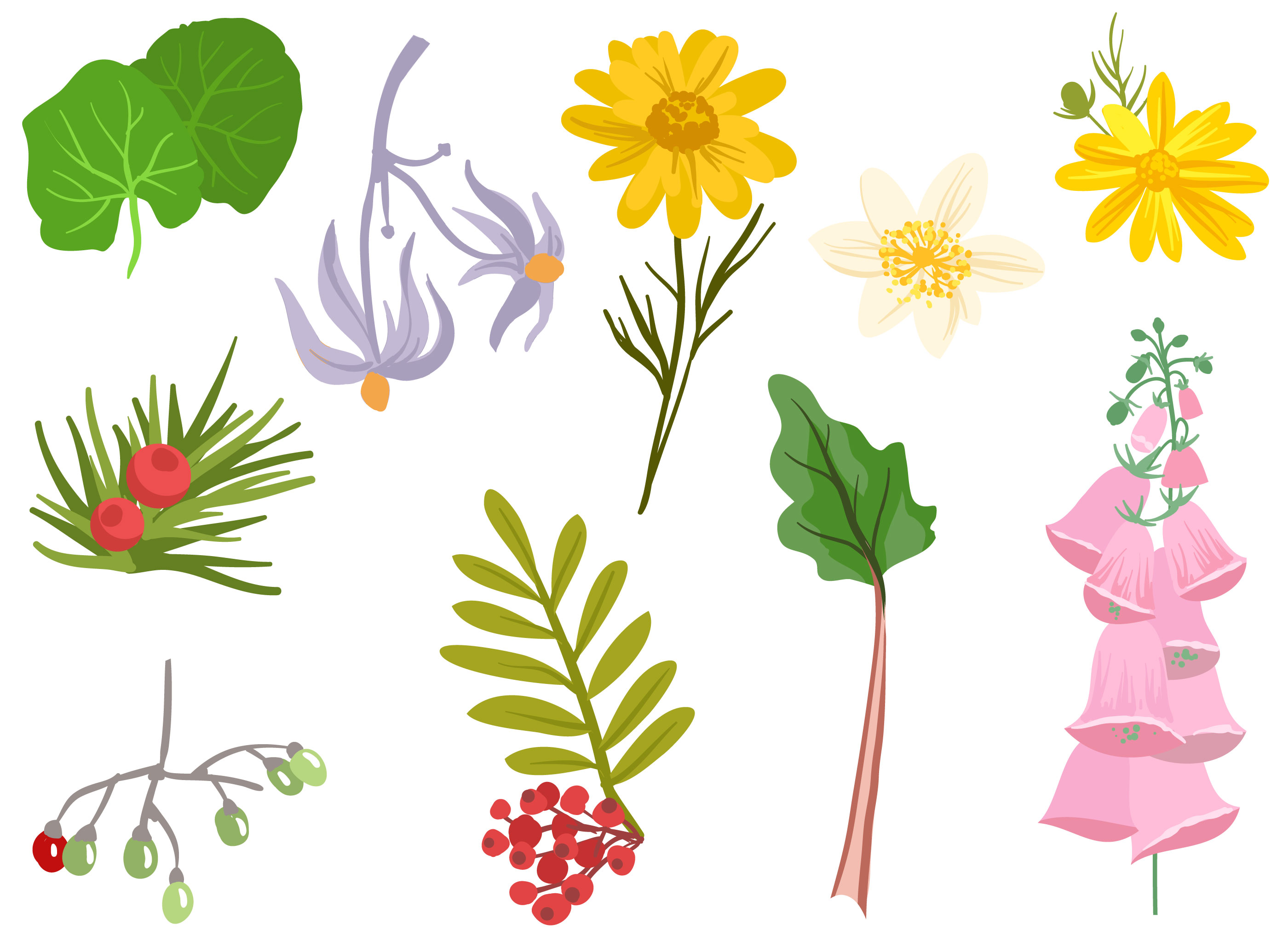 Vectores de plantas medicinales 175364 Vector en Vecteezy