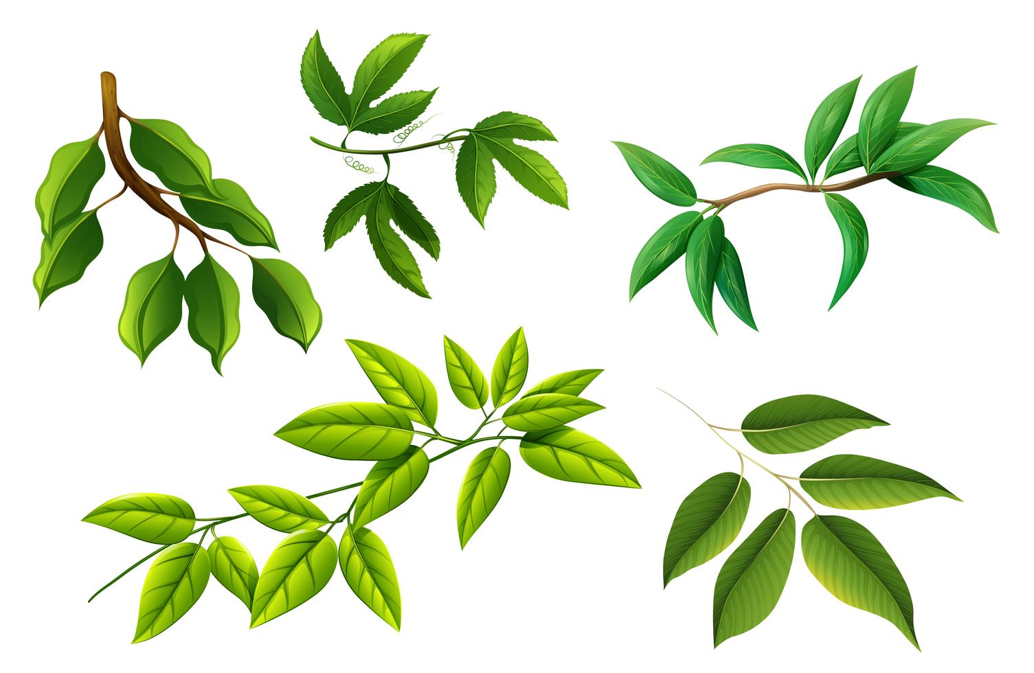 A set of tree branch 293237 Vector Art at Vecteezy