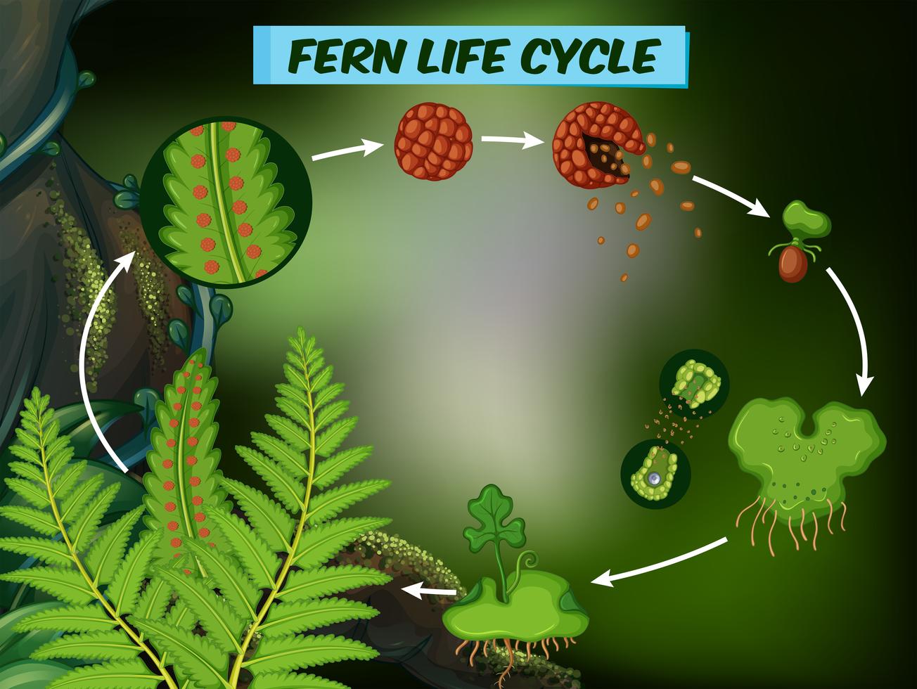 Life Cycle Of A Fern Diagram Stock Vector Illustration Of Cycle | The ... Life Cycle Of A Fern Diagram Stock Vector Illustration Of Cycle | The ...