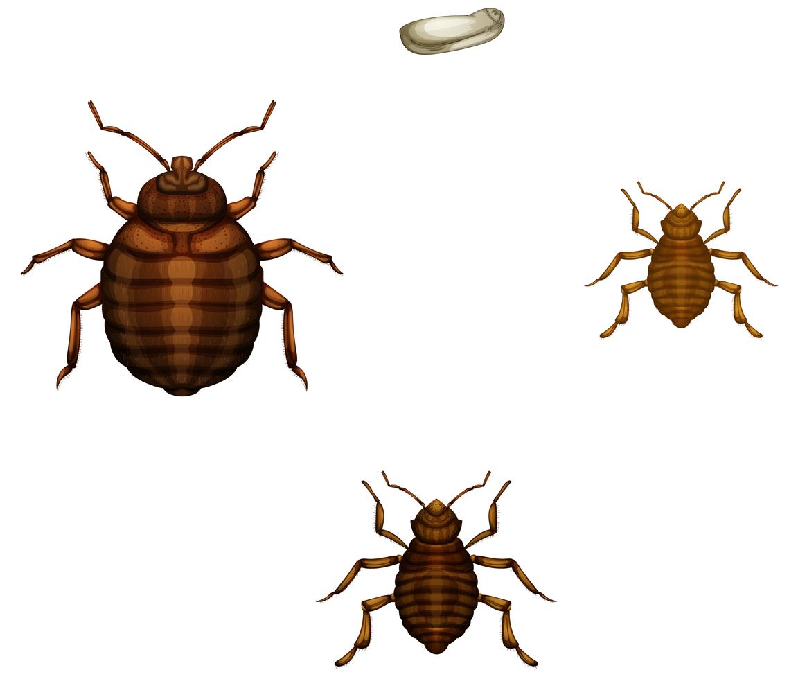 Bed Bug Life Cycle 365398 Vector Art At Vecteezy Bed Bug Life Cycle 365398 Vector Art At Vecteezy