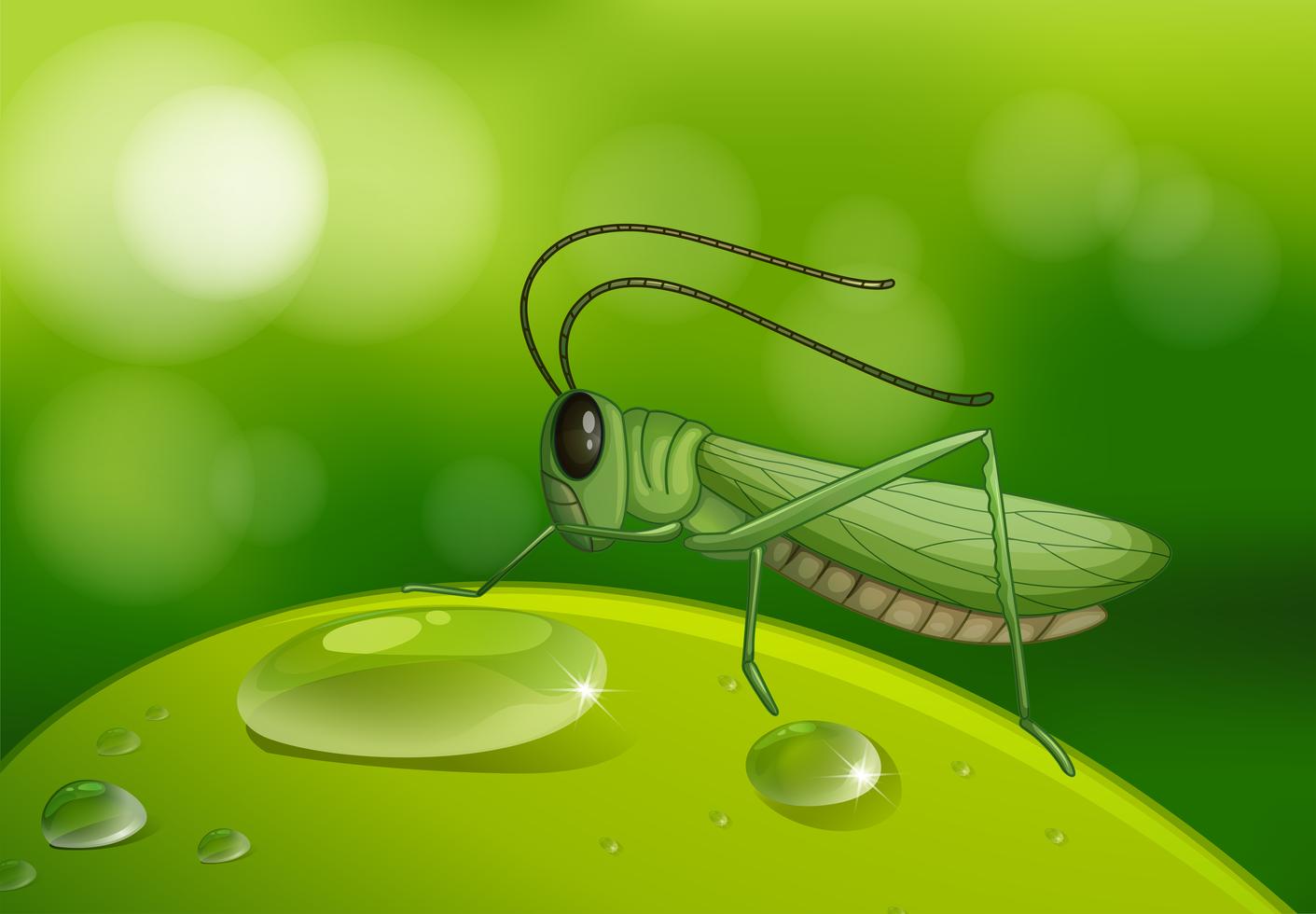 Grasshopper On Green Leaf 368332 Vector Art At Vecteezy