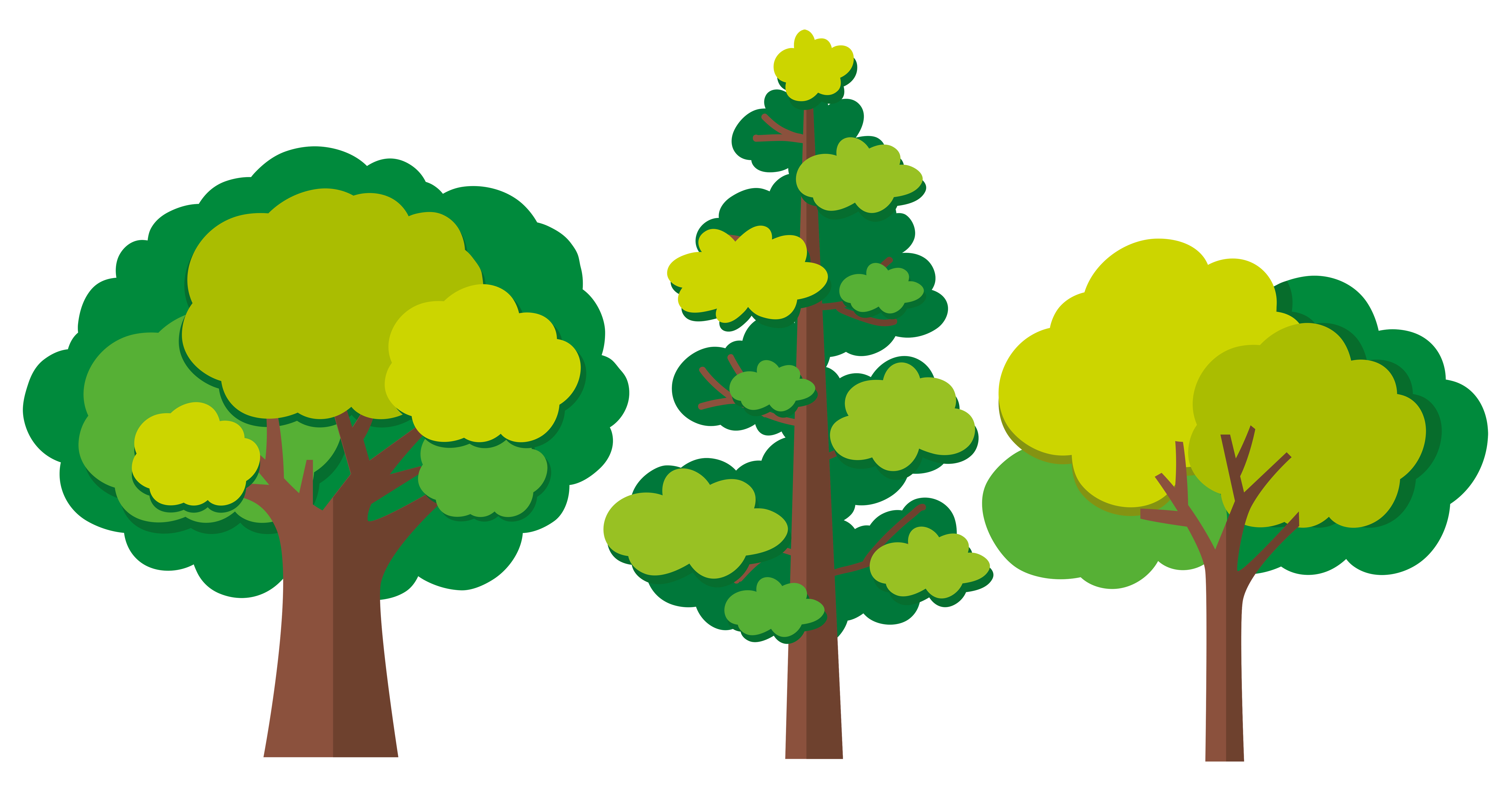 Different Types Of Trees Different Types Of Trees