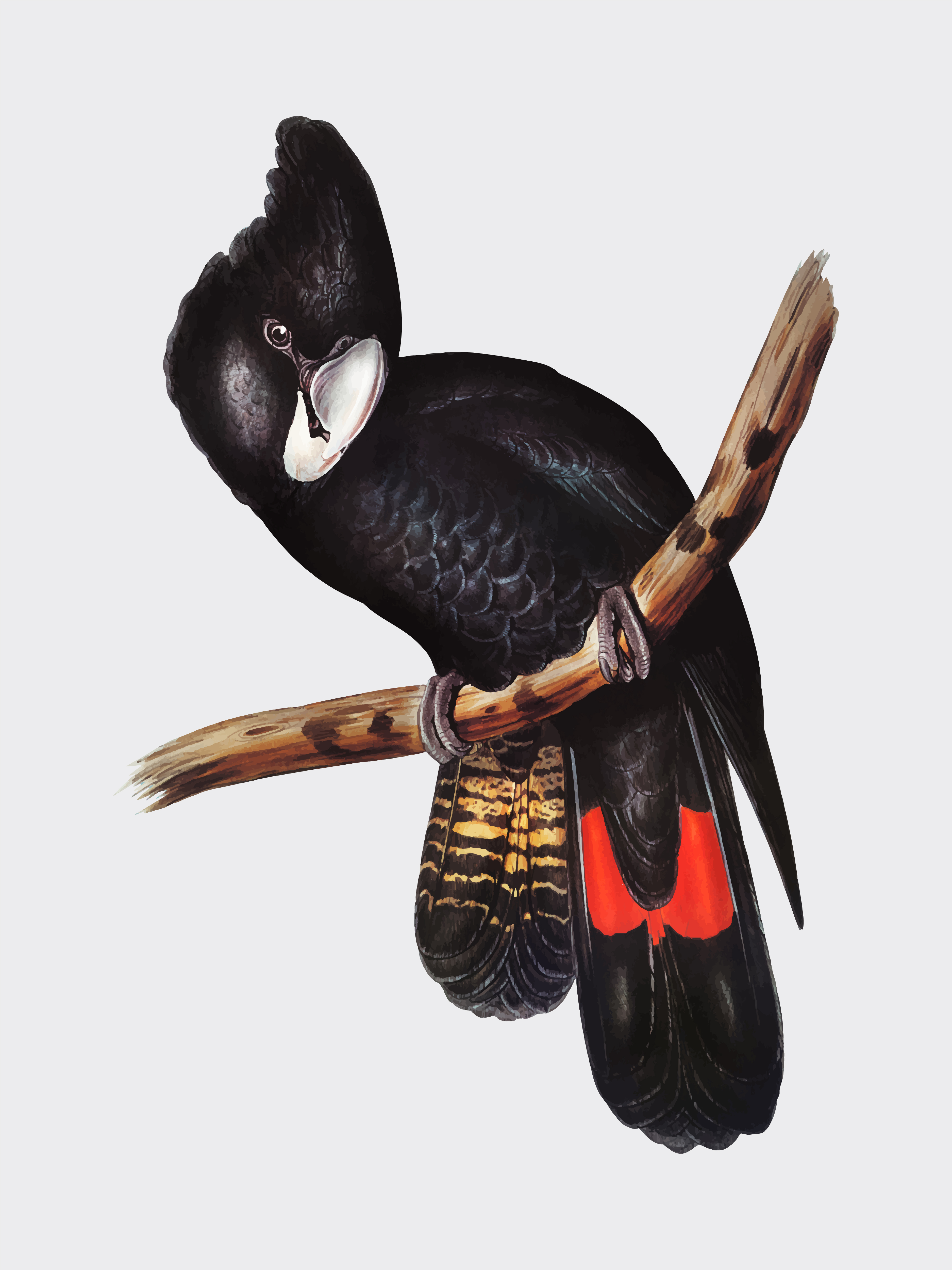 Great Billed Black Cockatoo Illustration Download Free Vectors Clipart Graphics And Vector Art