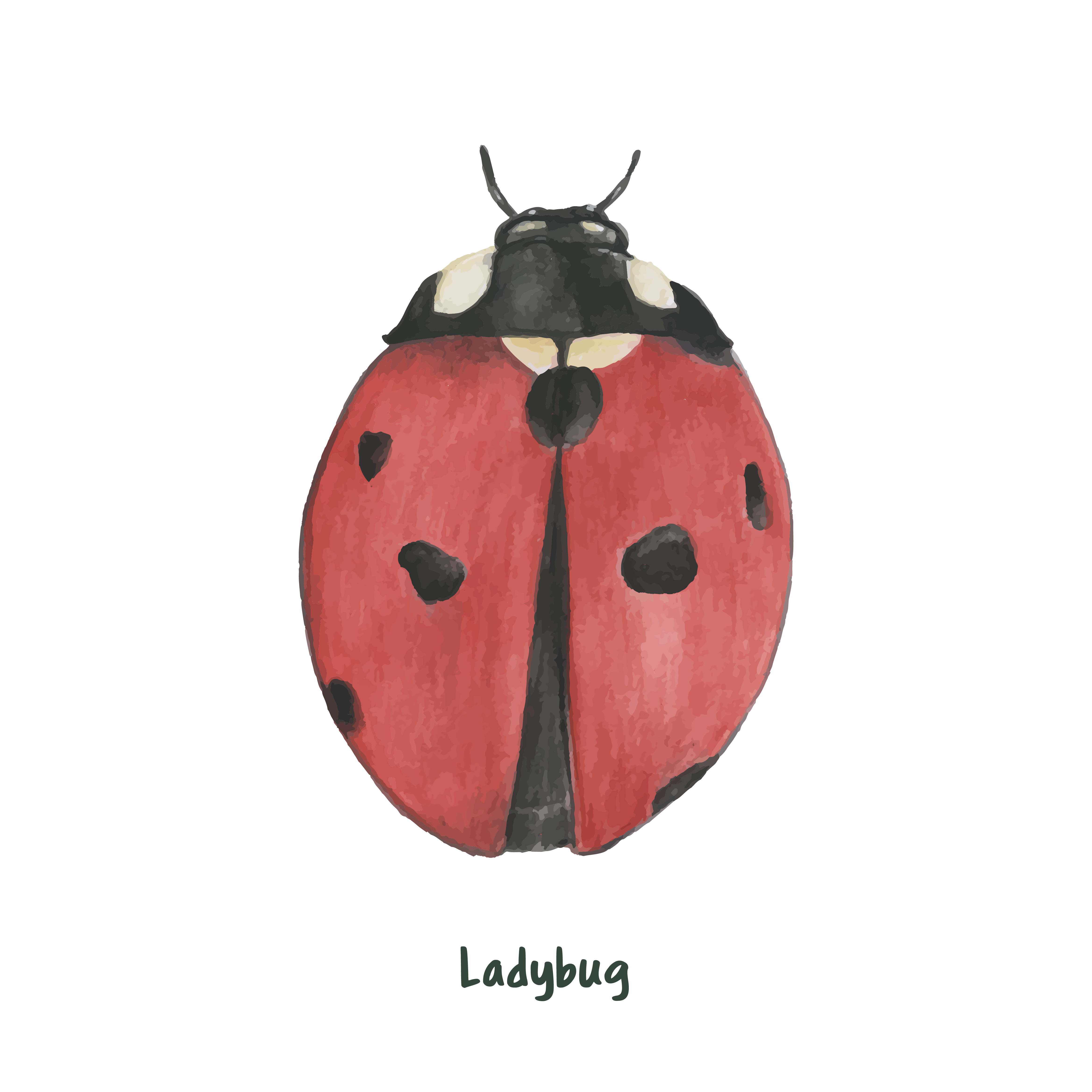 Hand drawn ladybug isolated on white background - Download Free Vectors ... Hand drawn ladybug isolated on white background - Download Free Vectors ...