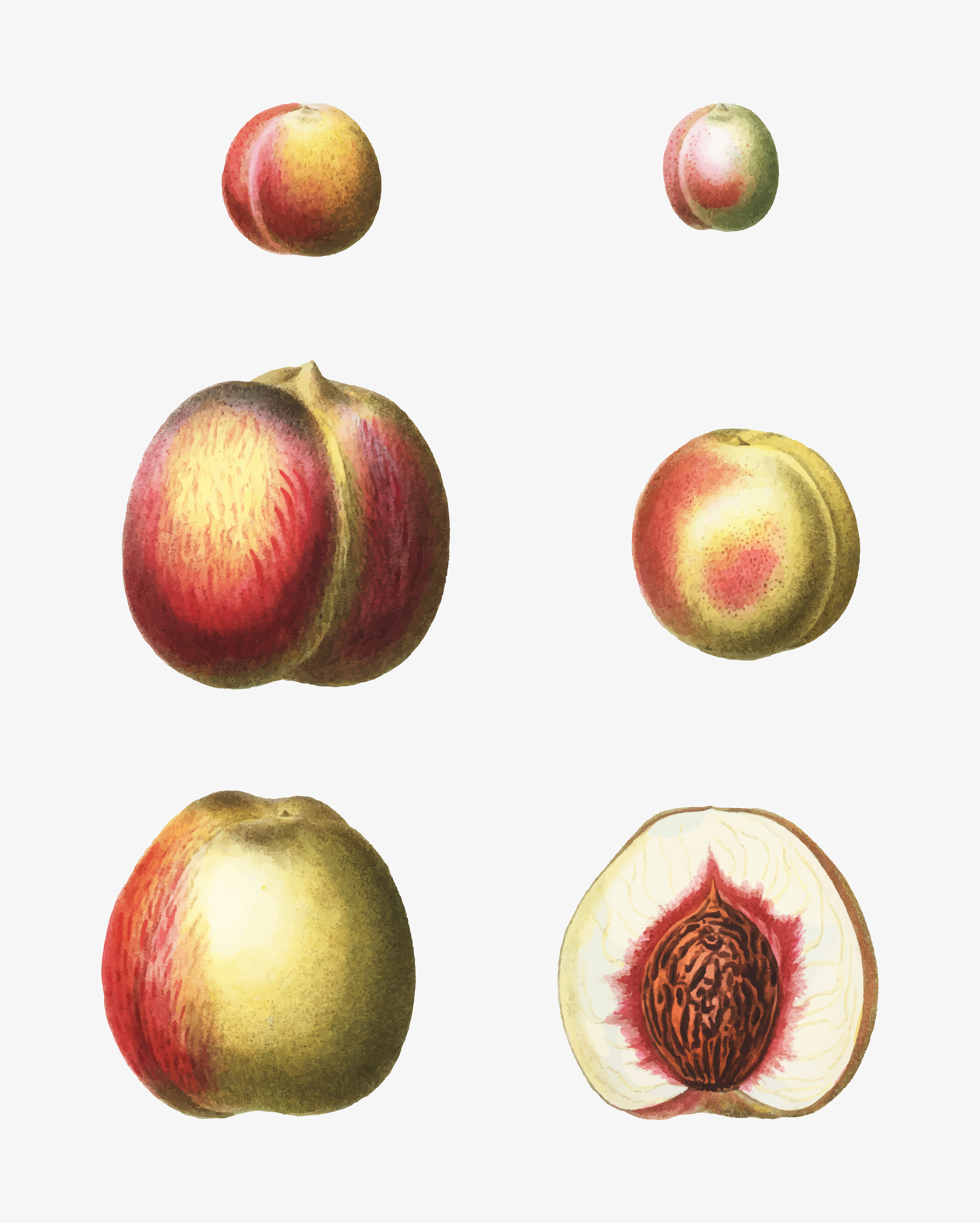 Peach Archaic Definition at Jennifer Samantha blog