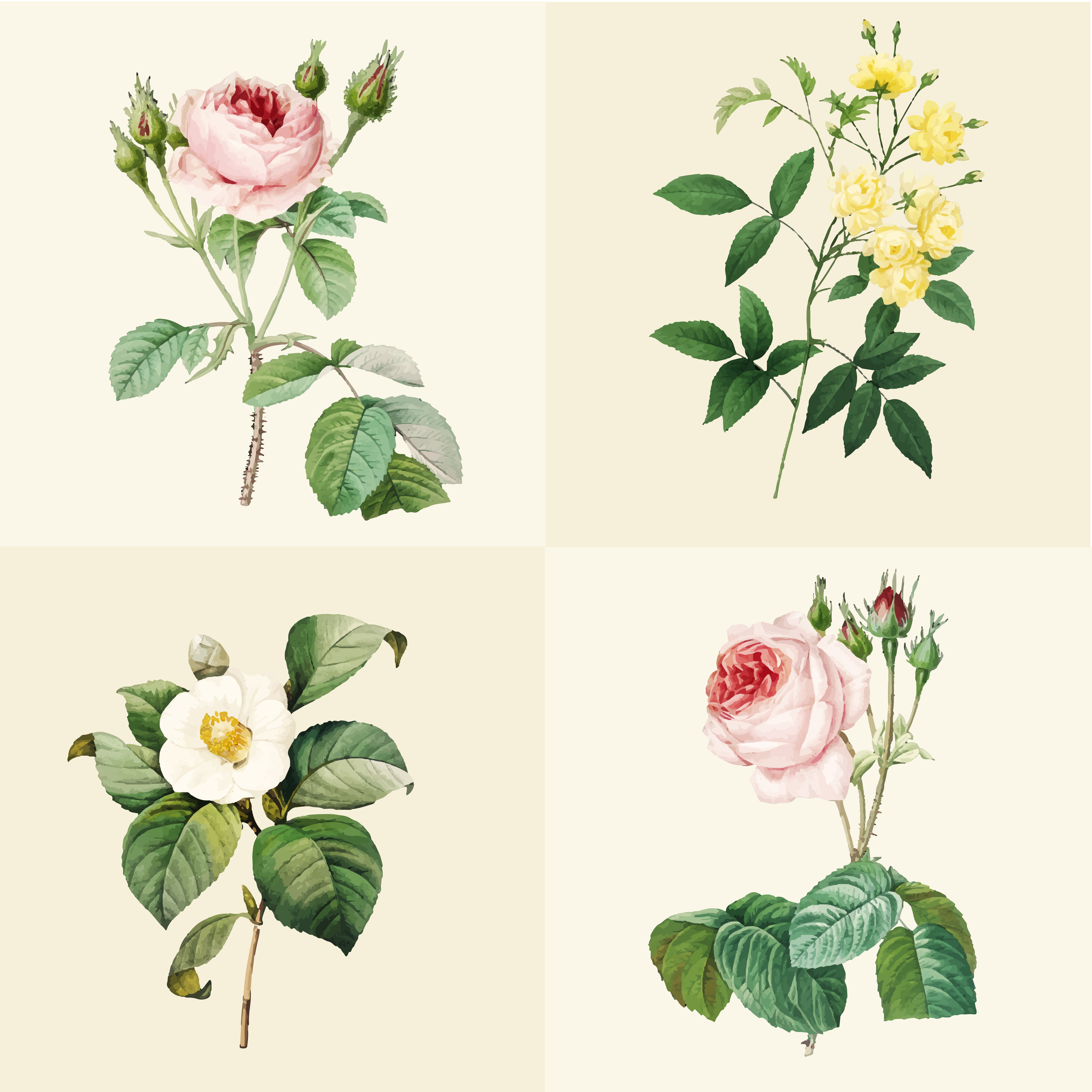 Set of beautiful blooming roses - Download Free Vectors, Clipart ... Set of beautiful blooming roses - Download Free Vectors, Clipart ...