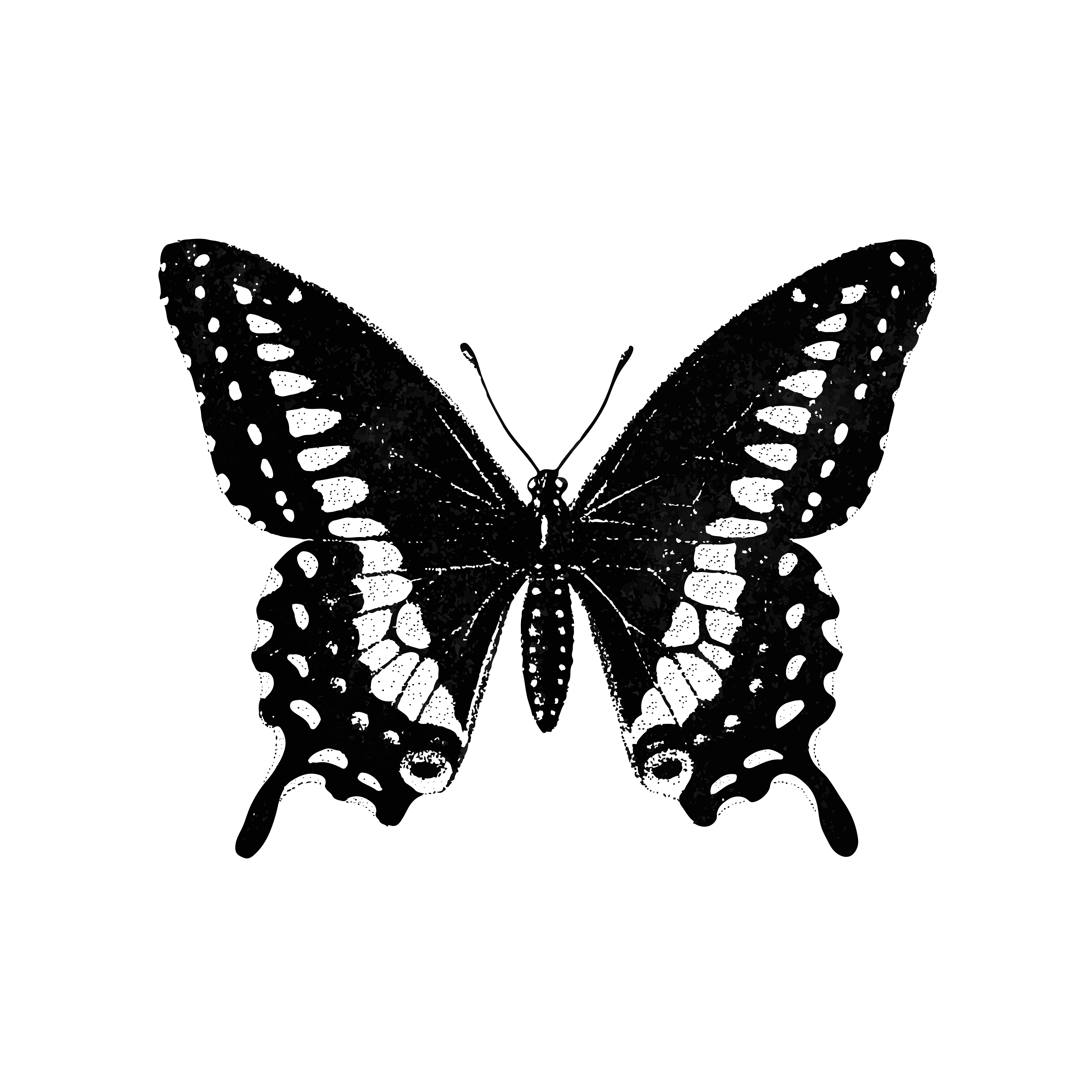 Butterfly Vector Illustration Butterfly Vector Illustration