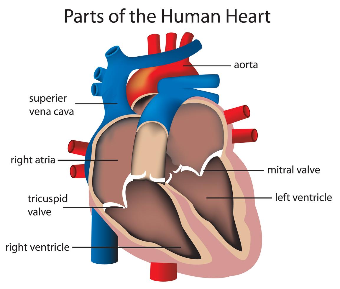 Parts Of The Heart 413529 Vector Art At Vecteezy parts-of-the-heart-413529-vector-art-at-vecteezy