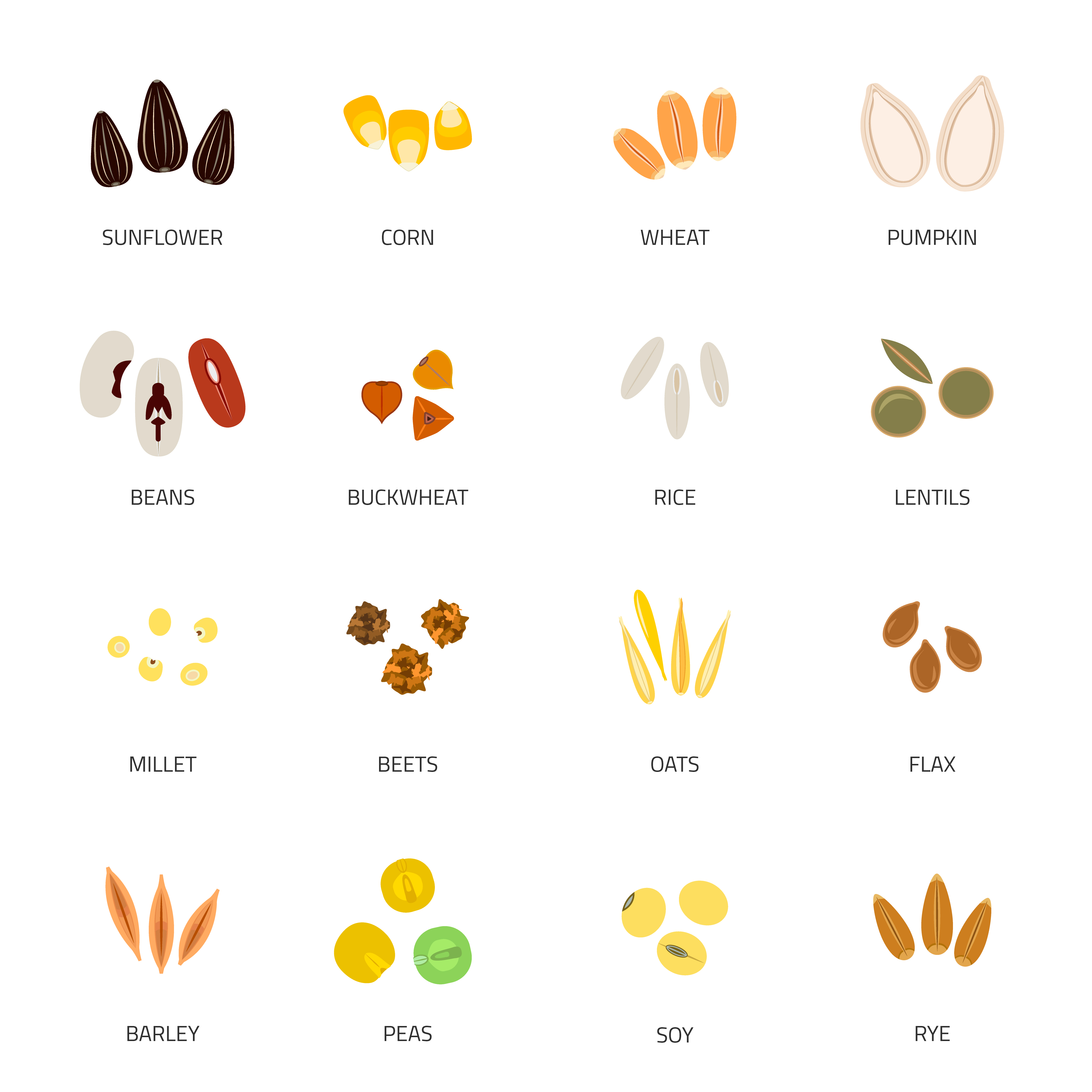 Seed Icon Flat 428263 Vector Art At Vecteezy