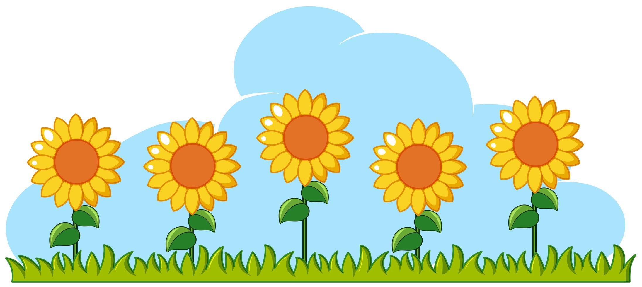 Sunflowers in garden on white background 431257 Vector Art at Vecteezy