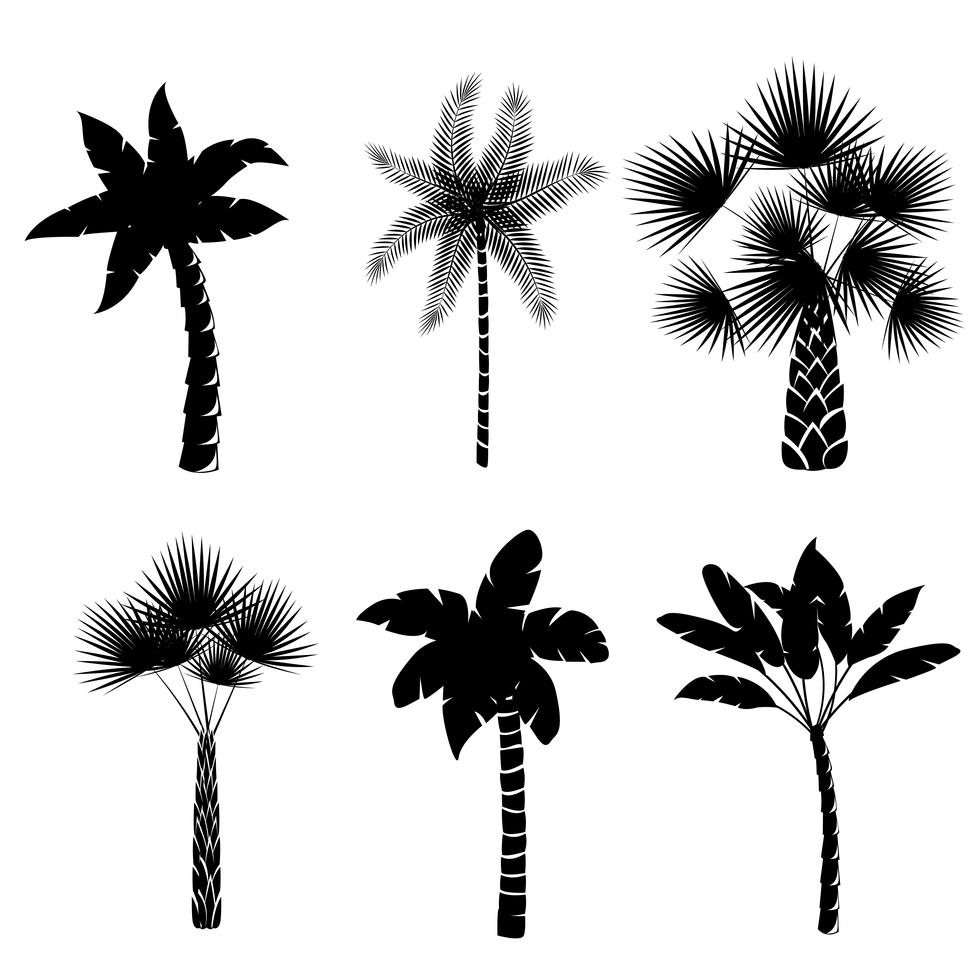 Decorative palm trees collection 460303 Vector Art at Vecteezy