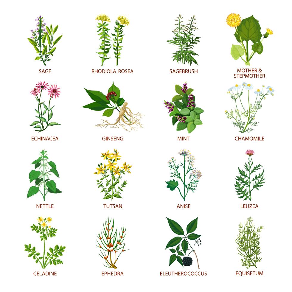 Iconos de hierbas medicinales plana 477721 Vector en Vecteezy