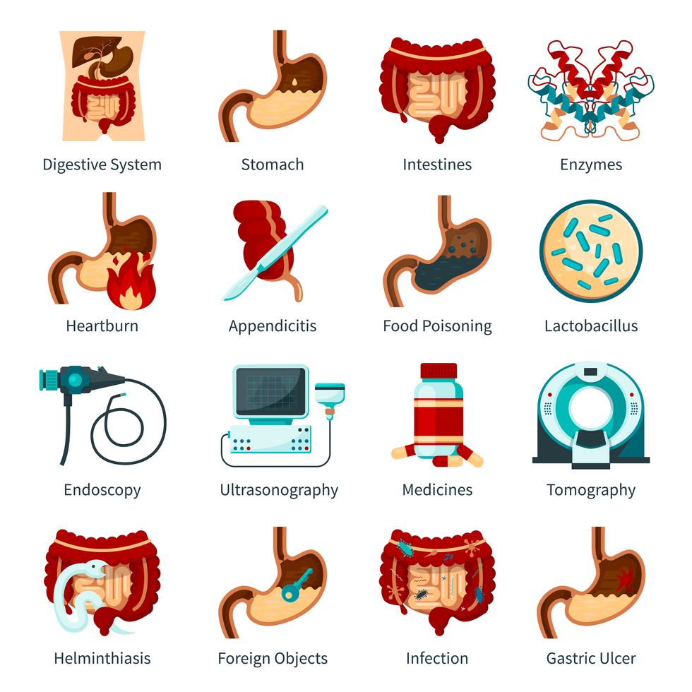 Digestive System Flat Icon Set 482698 Vector Art at Vecteezy Digestive System Flat Icon Set 482698 Vector Art at Vecteezy