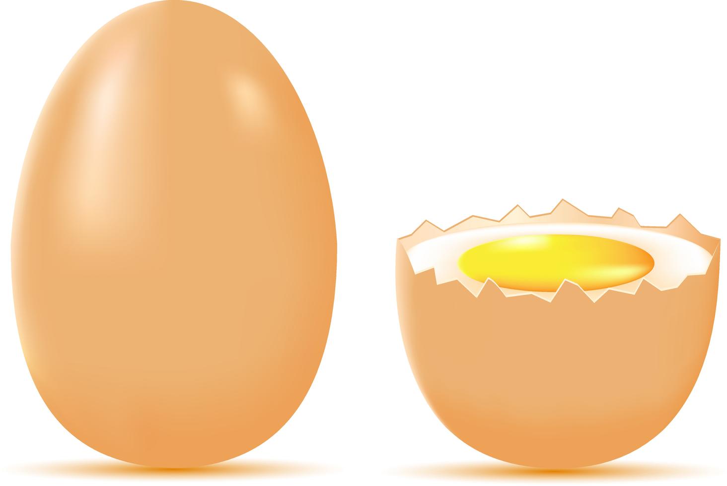 egg 515910 Vector Art at Vecteezy