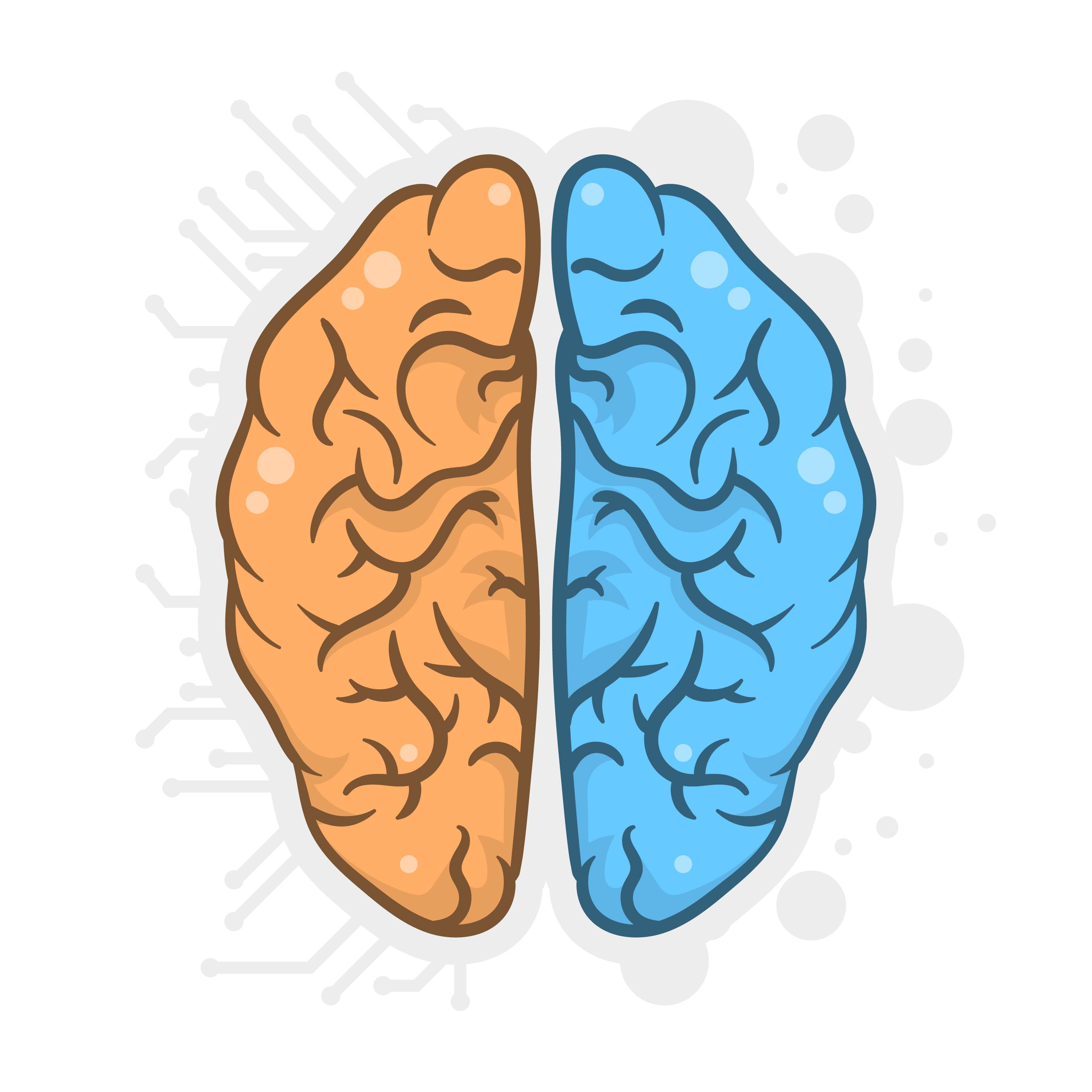 Hand Drawn Human Brain Hemispheres Illustration 517811 Vector Art at ... Hand Drawn Human Brain Hemispheres Illustration 517811 Vector Art at ...