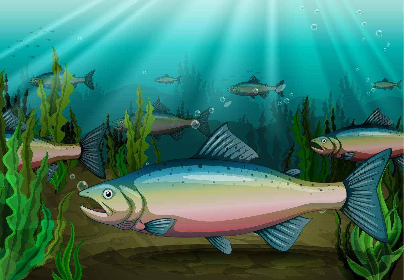 fish 521861 Vector Art at Vecteezy