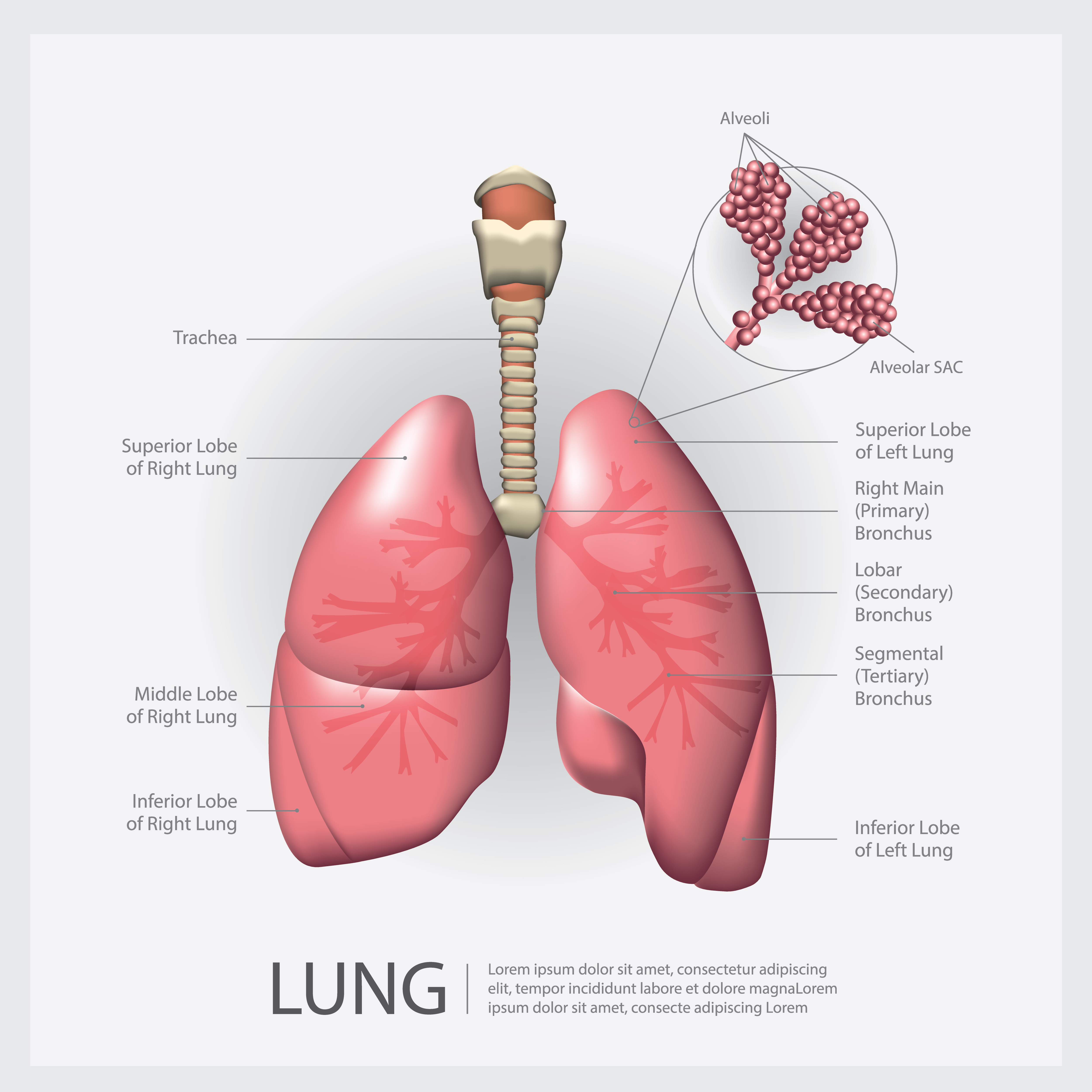 Lungs Anatomy Medical Vector Illustration Diagram Set With Lung Lobes ... Lungs Anatomy Medical Vector Illustration Diagram Set With Lung Lobes ...
