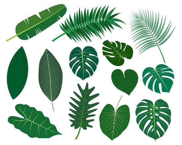 Collection Of Tropical Leaves Vector Set Isolated On White Background