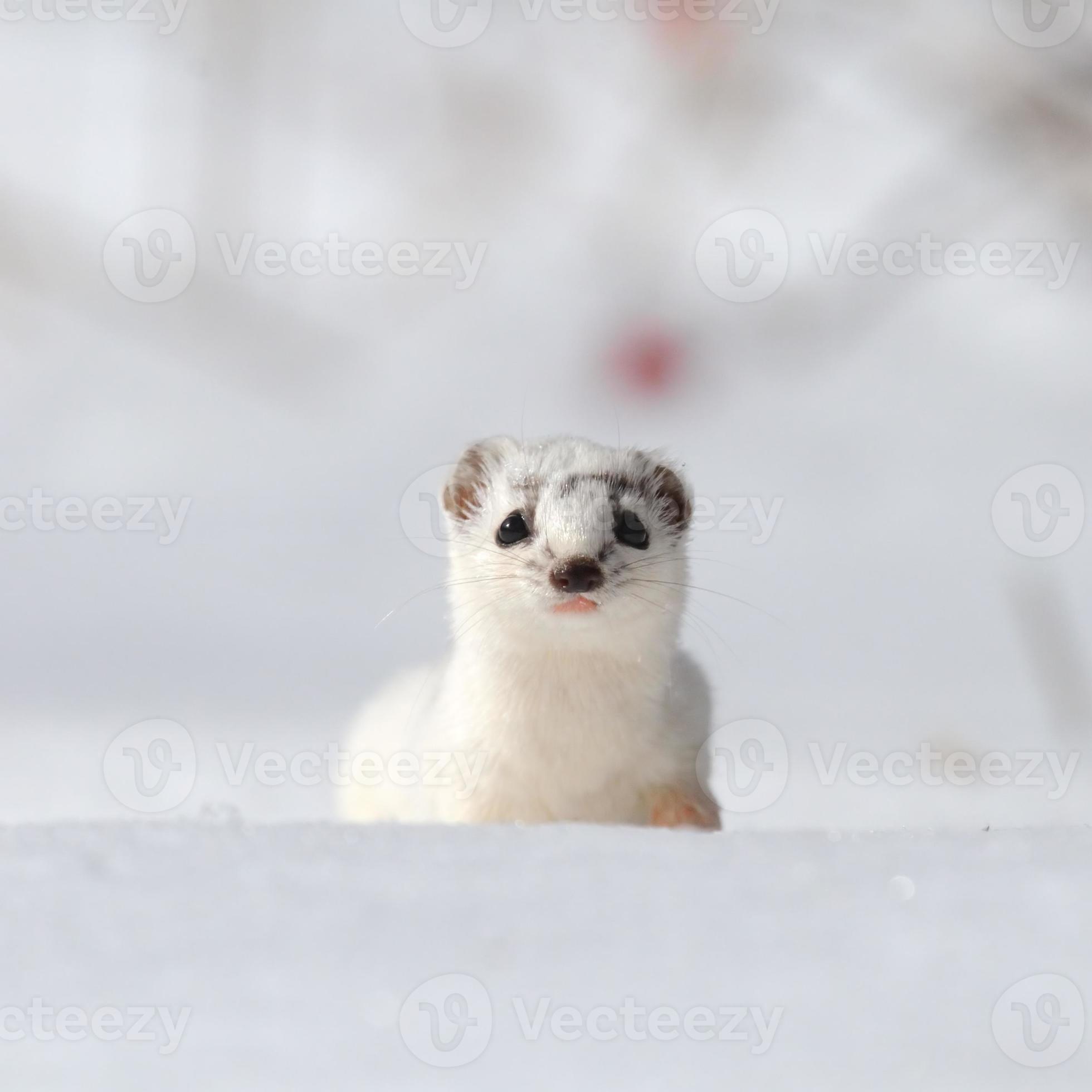 Least Weasel Snow
