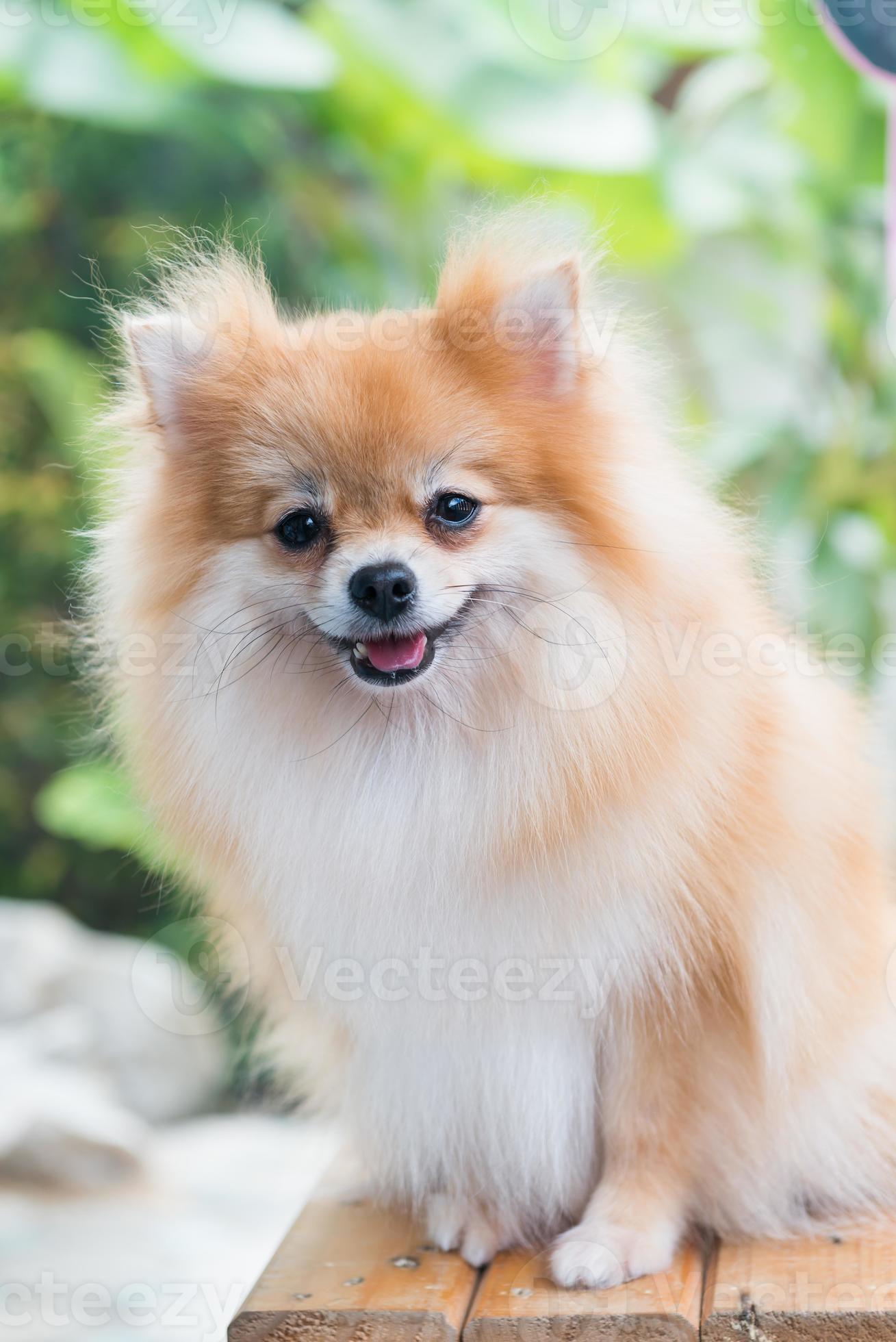 Brown Puppy Pomeranian